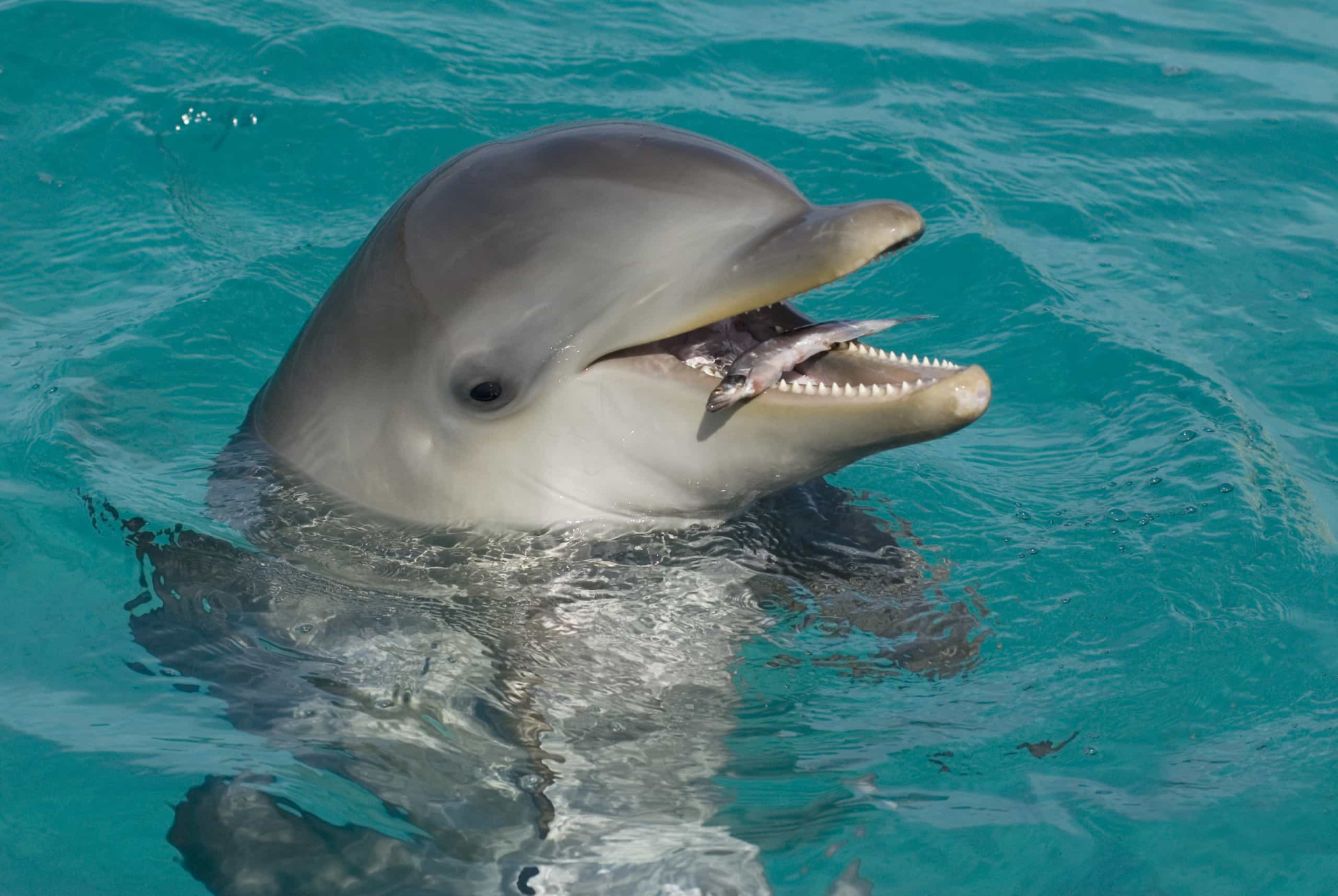 Delightful dolphin facts that will surprise you