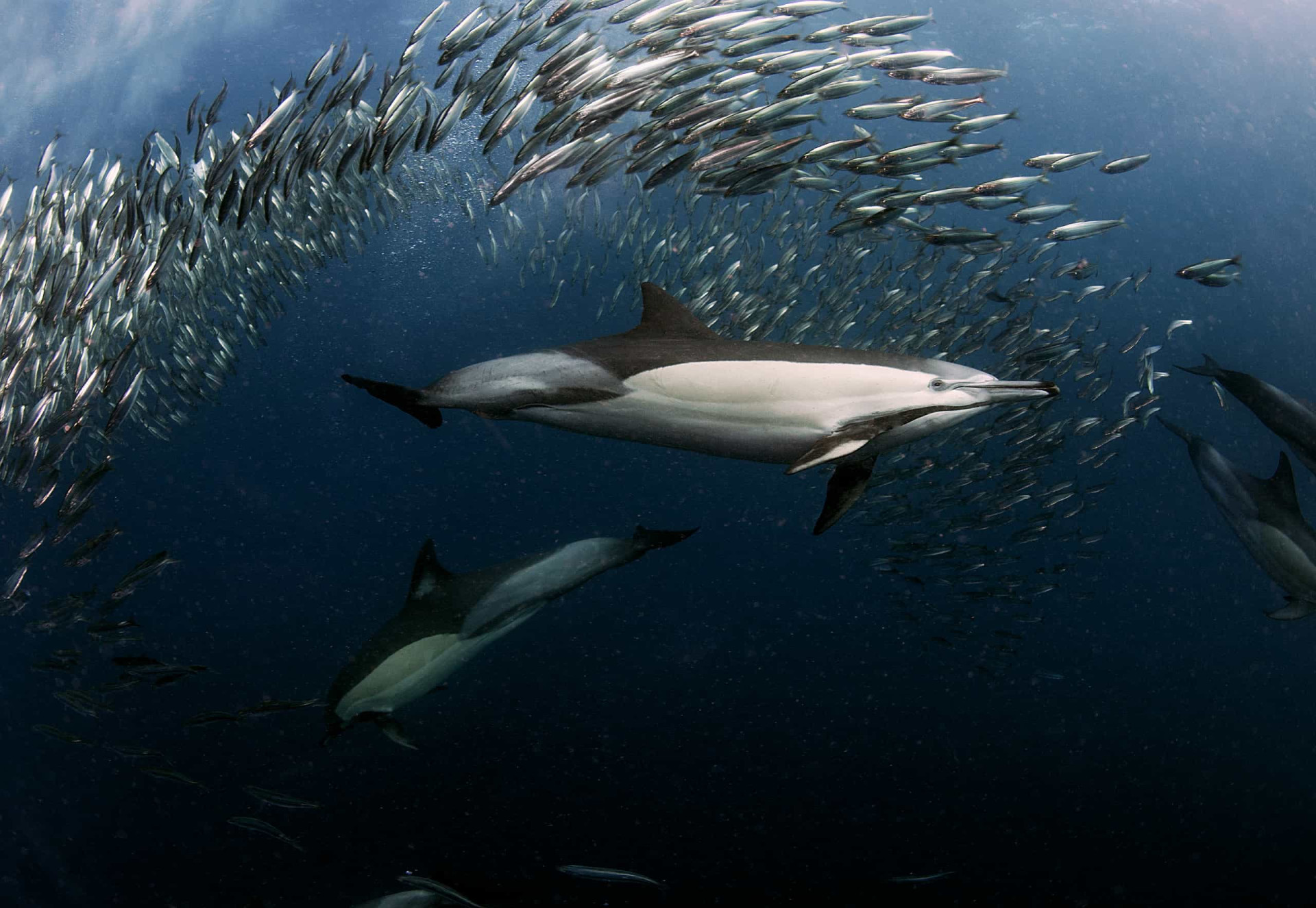 Delightful dolphin facts that will surprise you
