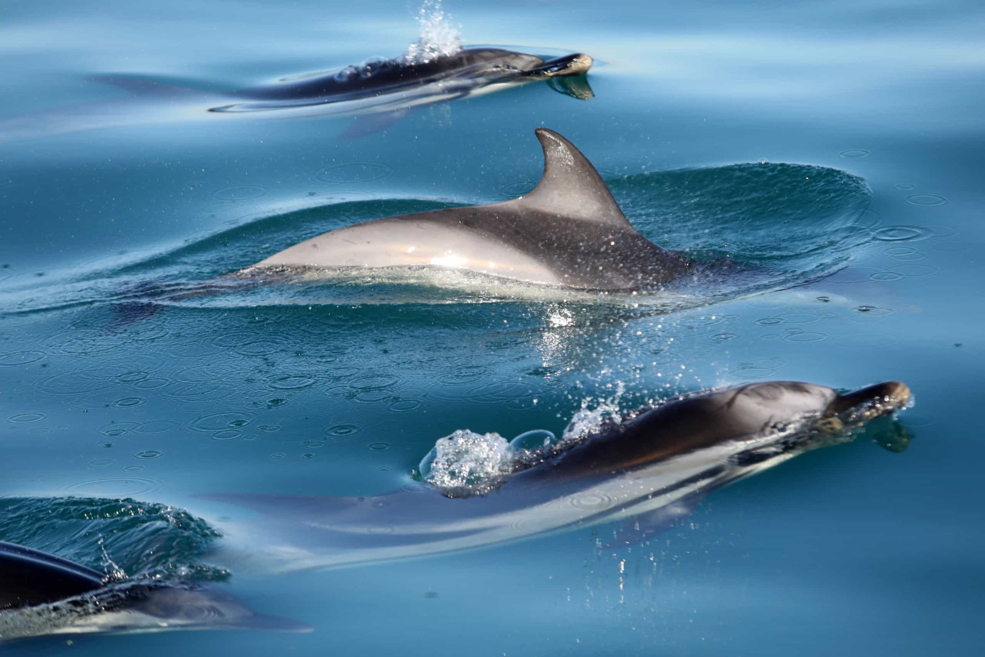 Delightful dolphin facts that will surprise you