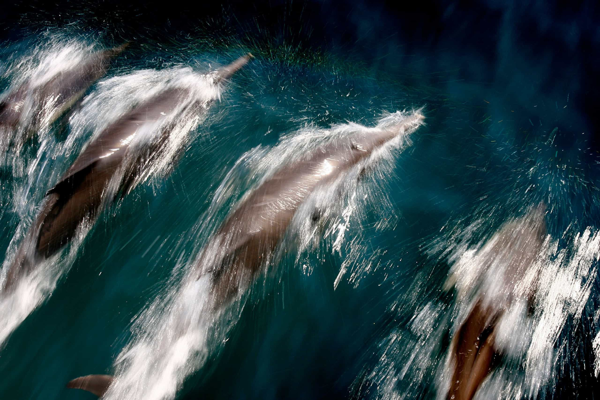 Delightful dolphin facts that will surprise you