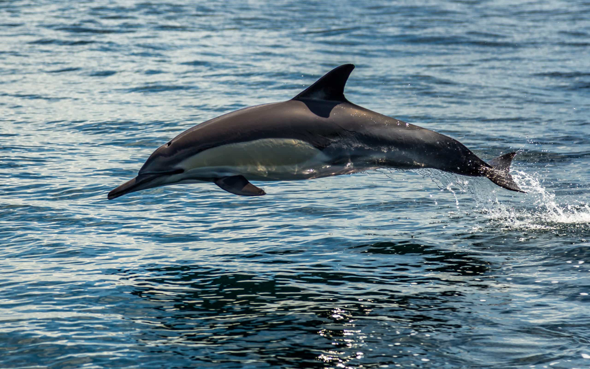 Delightful dolphin facts that will surprise you