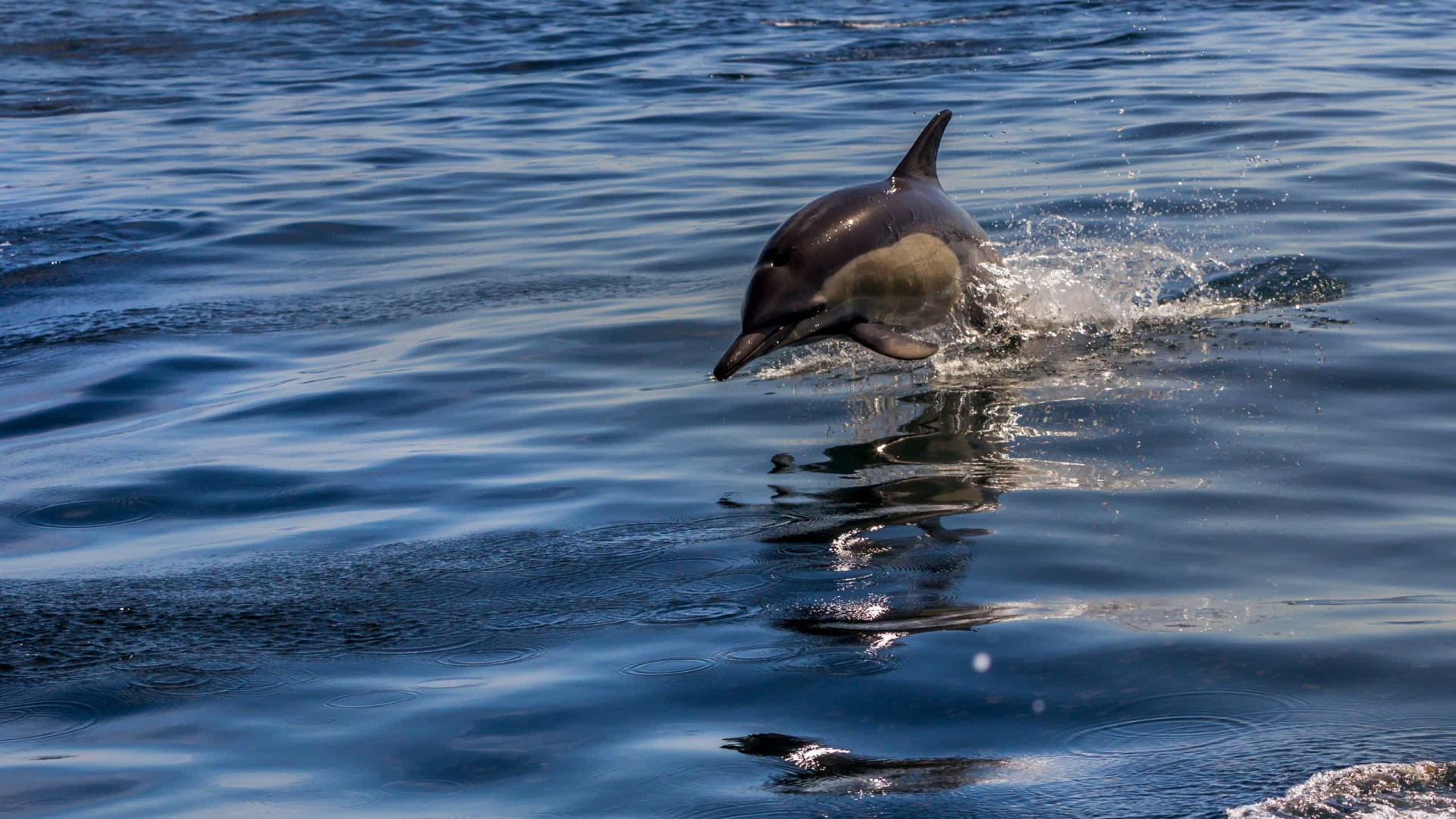 Delightful dolphin facts that will surprise you