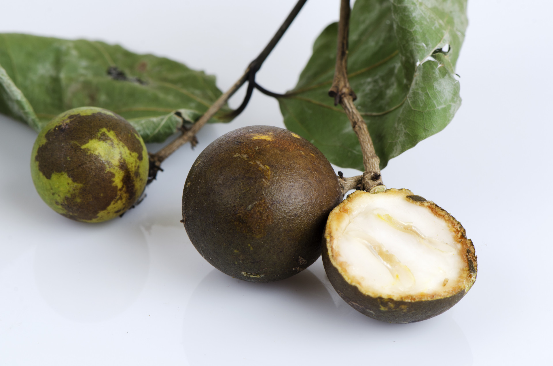 Aprende a reconocer los venenos más mortales del planeta