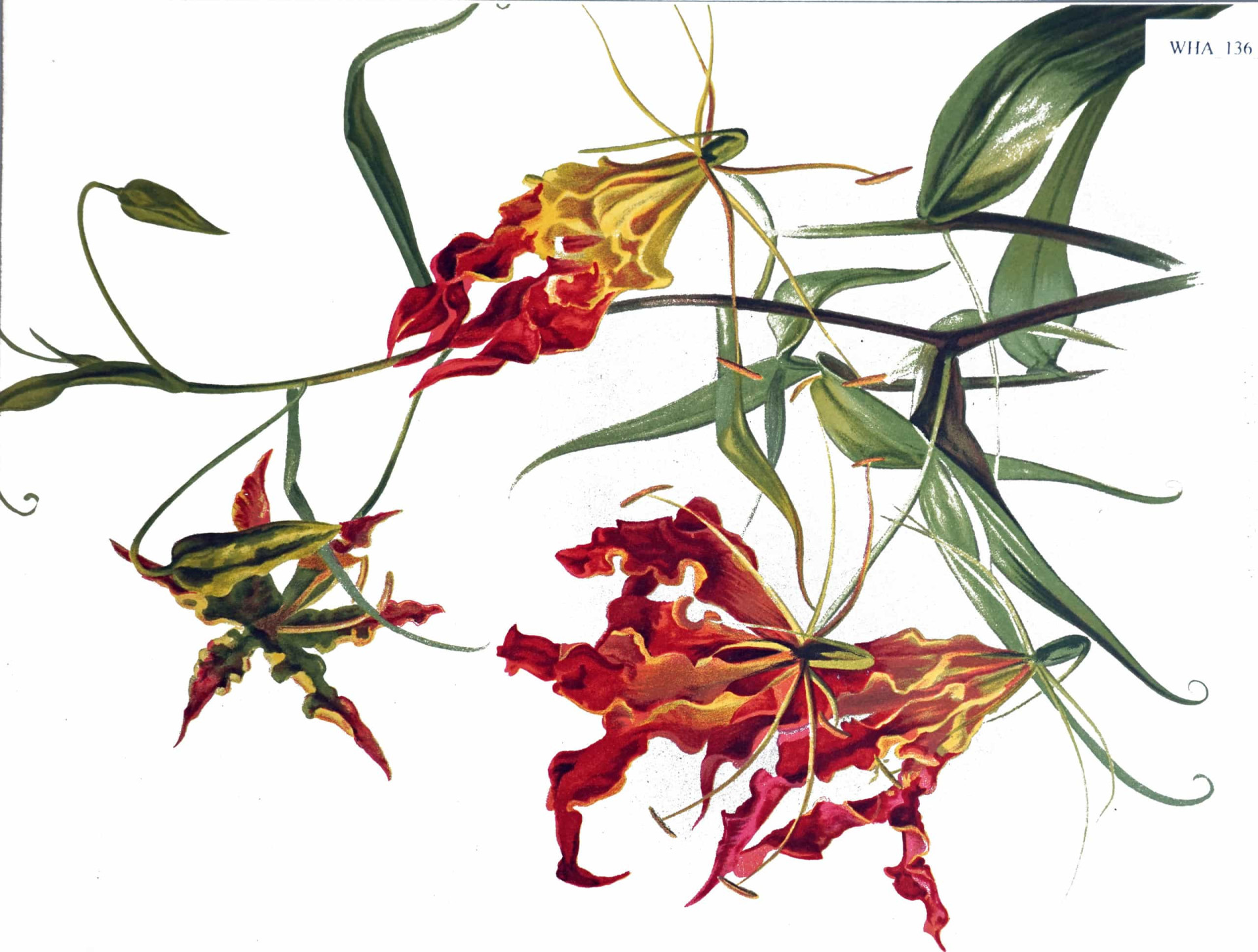 The mystical and powerful plants of ancient medicine