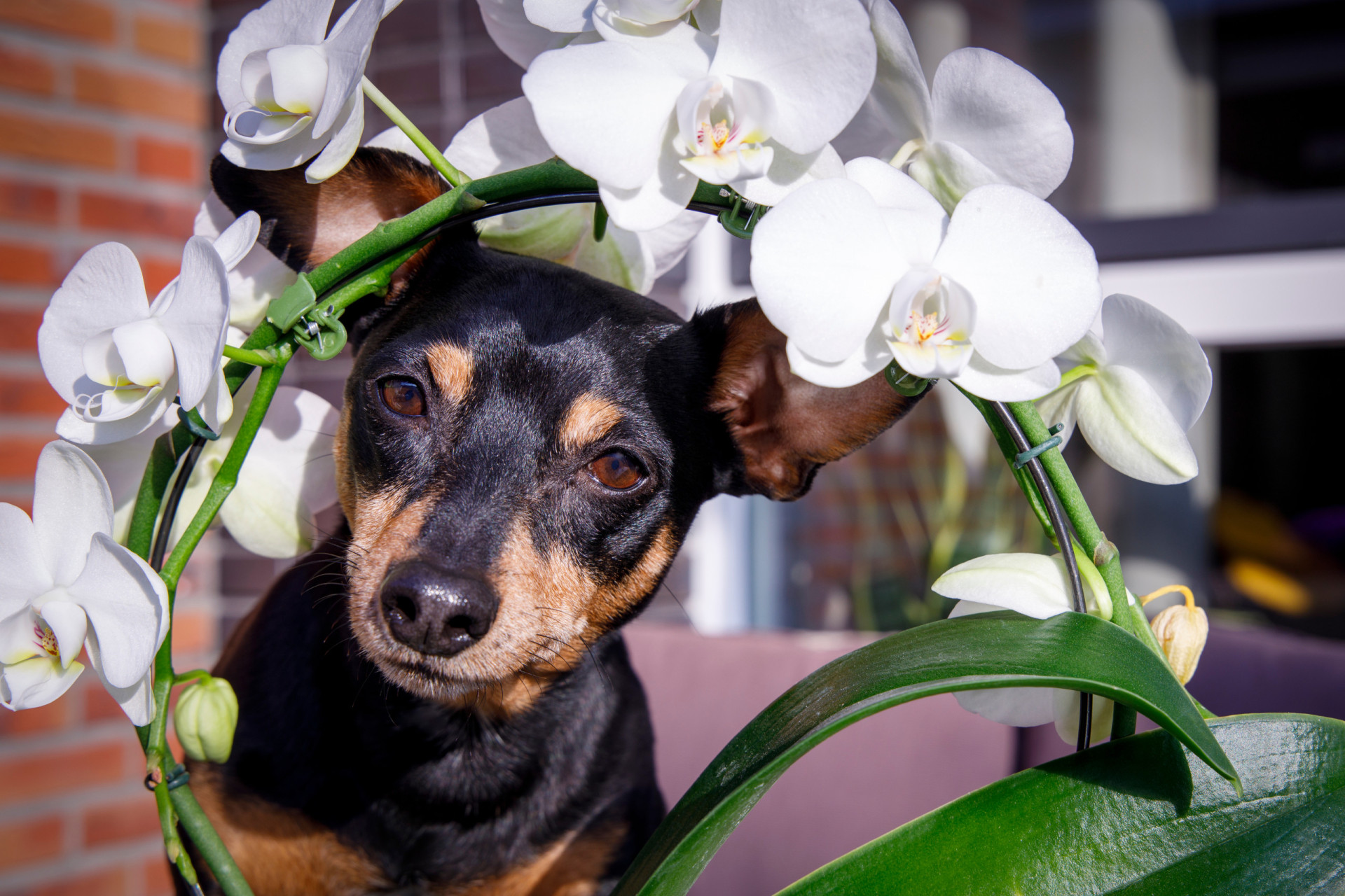 Which house plants are non-toxic to pets?