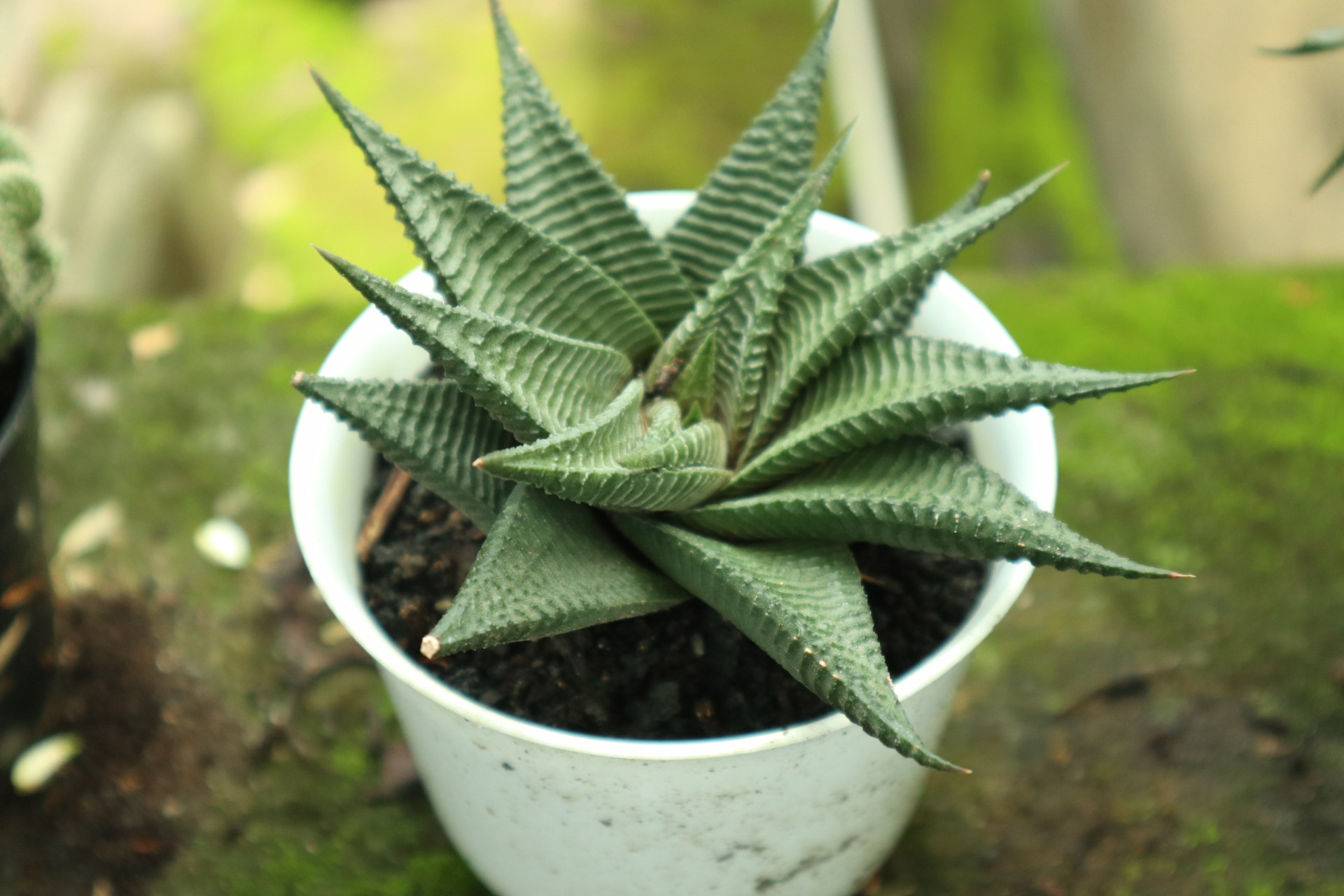 Which house plants are non-toxic to pets?