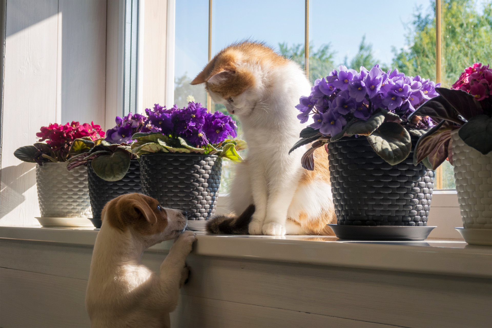 Which house plants are non-toxic to pets?