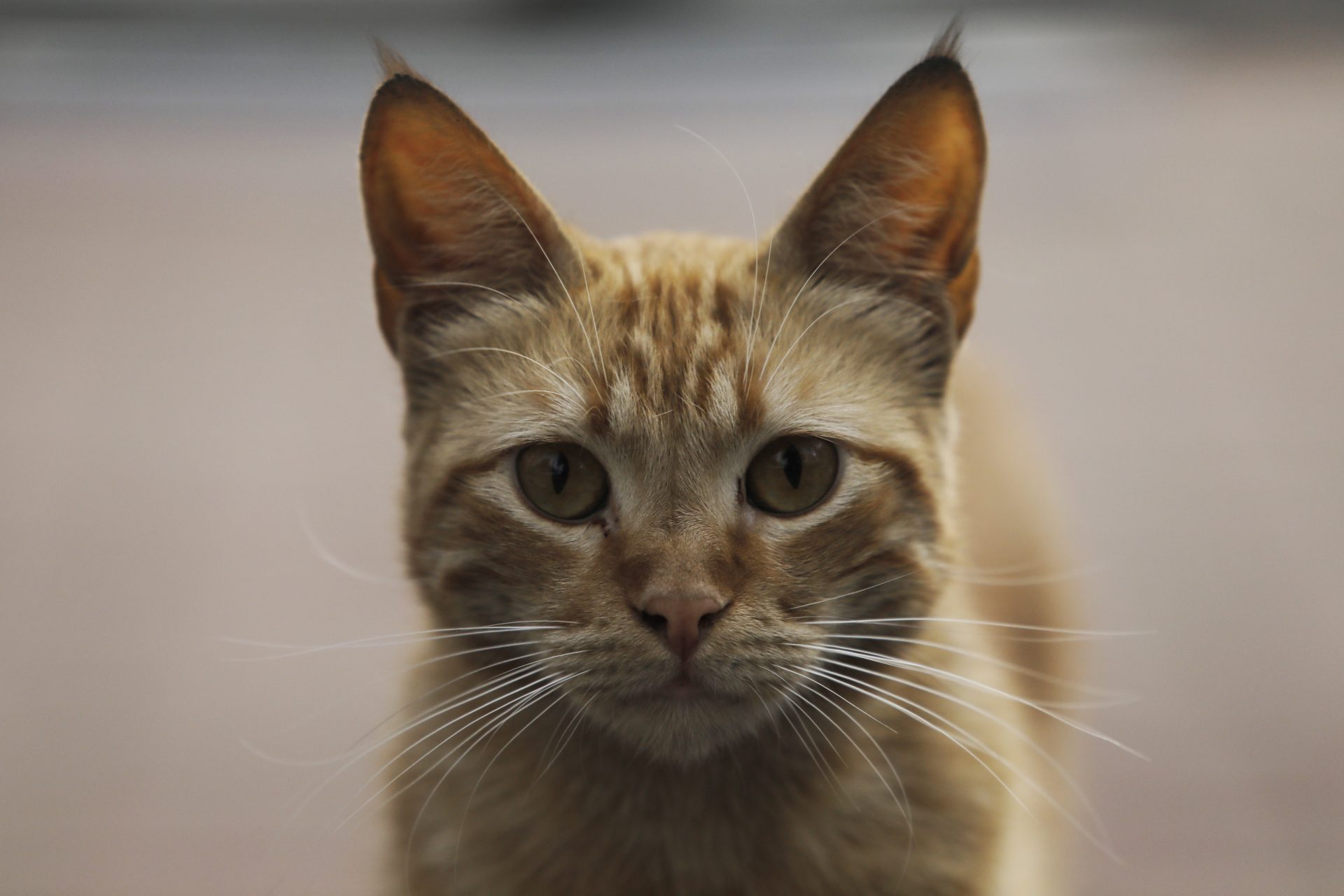Le chat : l'animal domestique préféré de la Gen Z