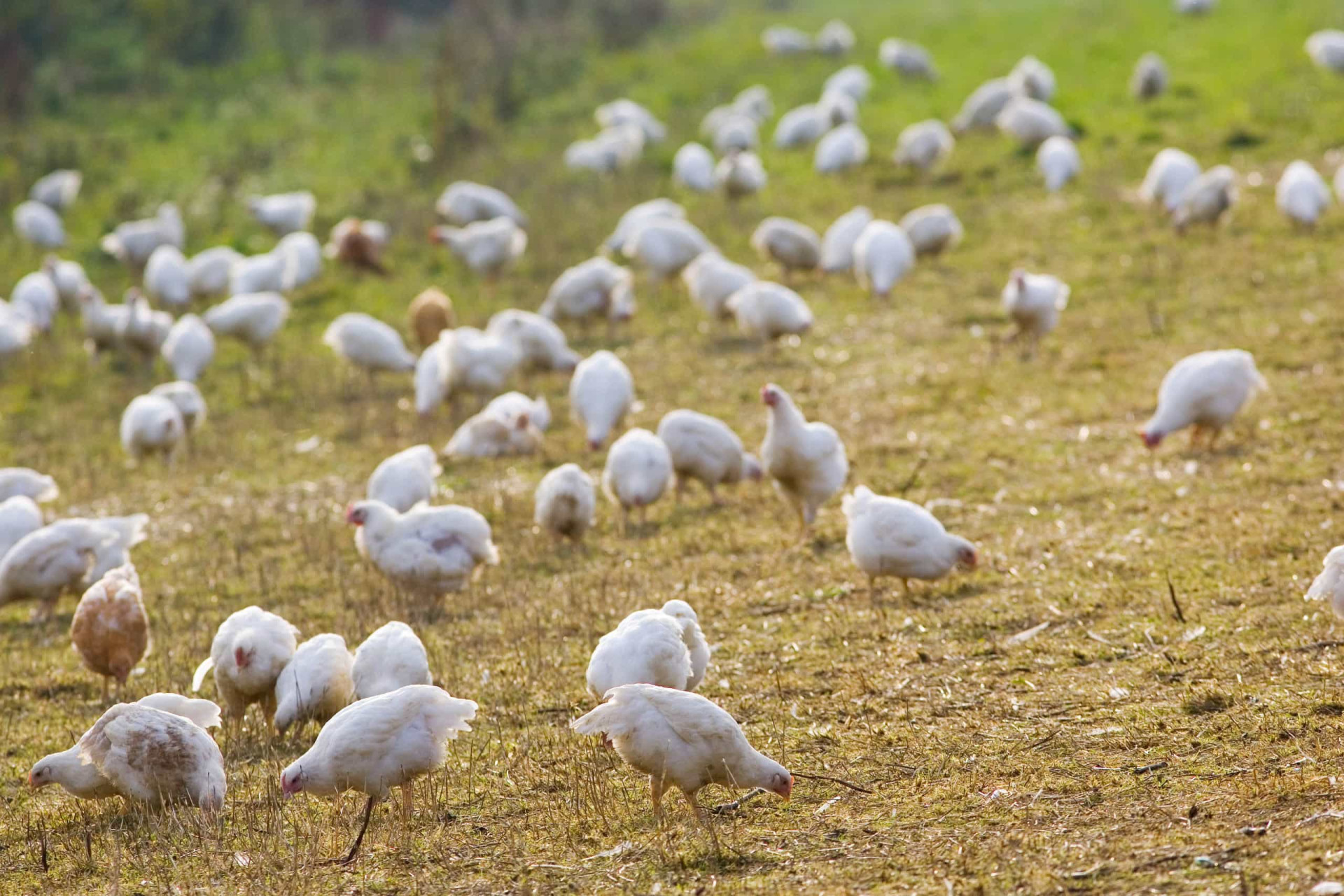 The most notable father-son stars in NFL history