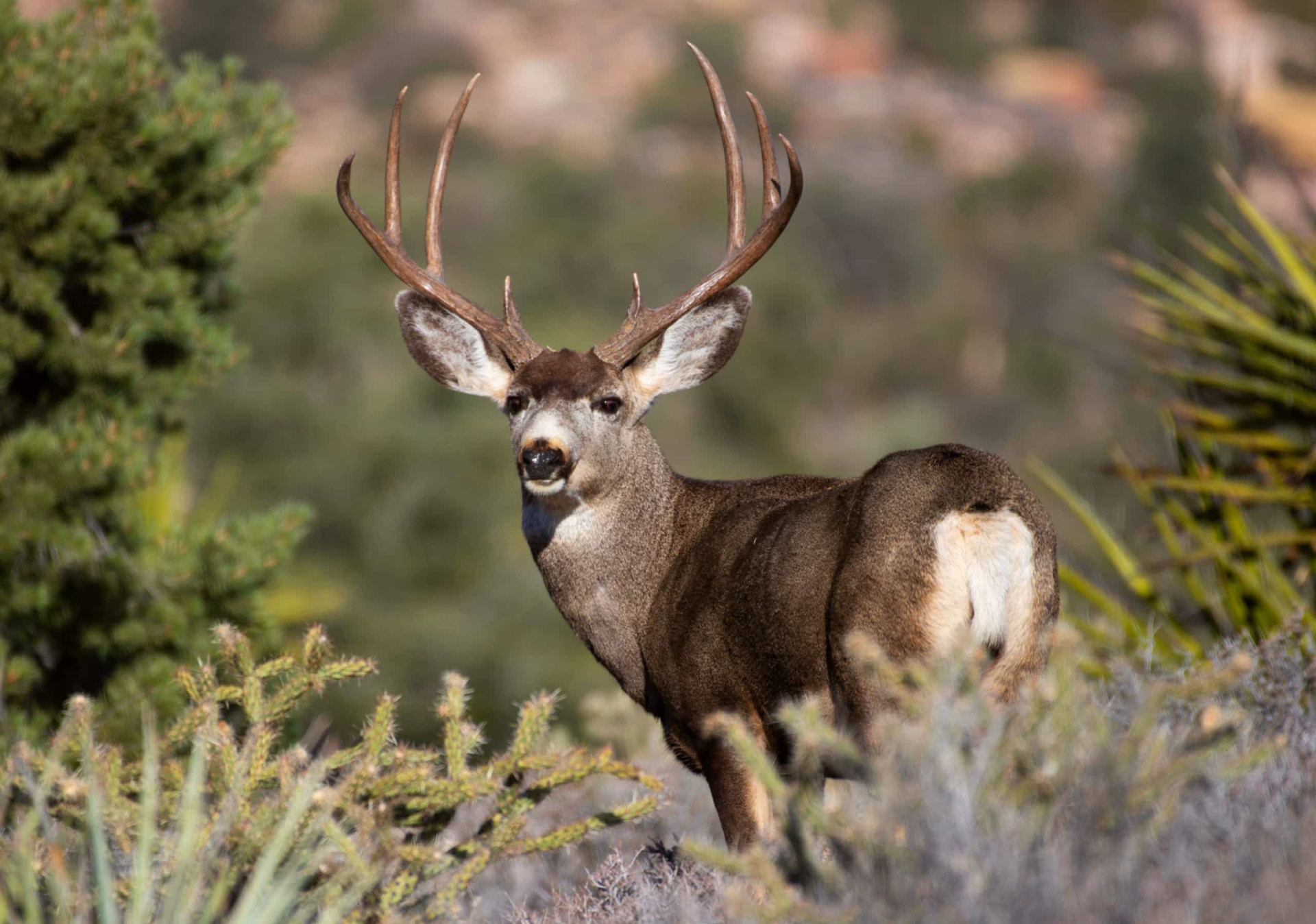 Nature's most incredible horns and antlers