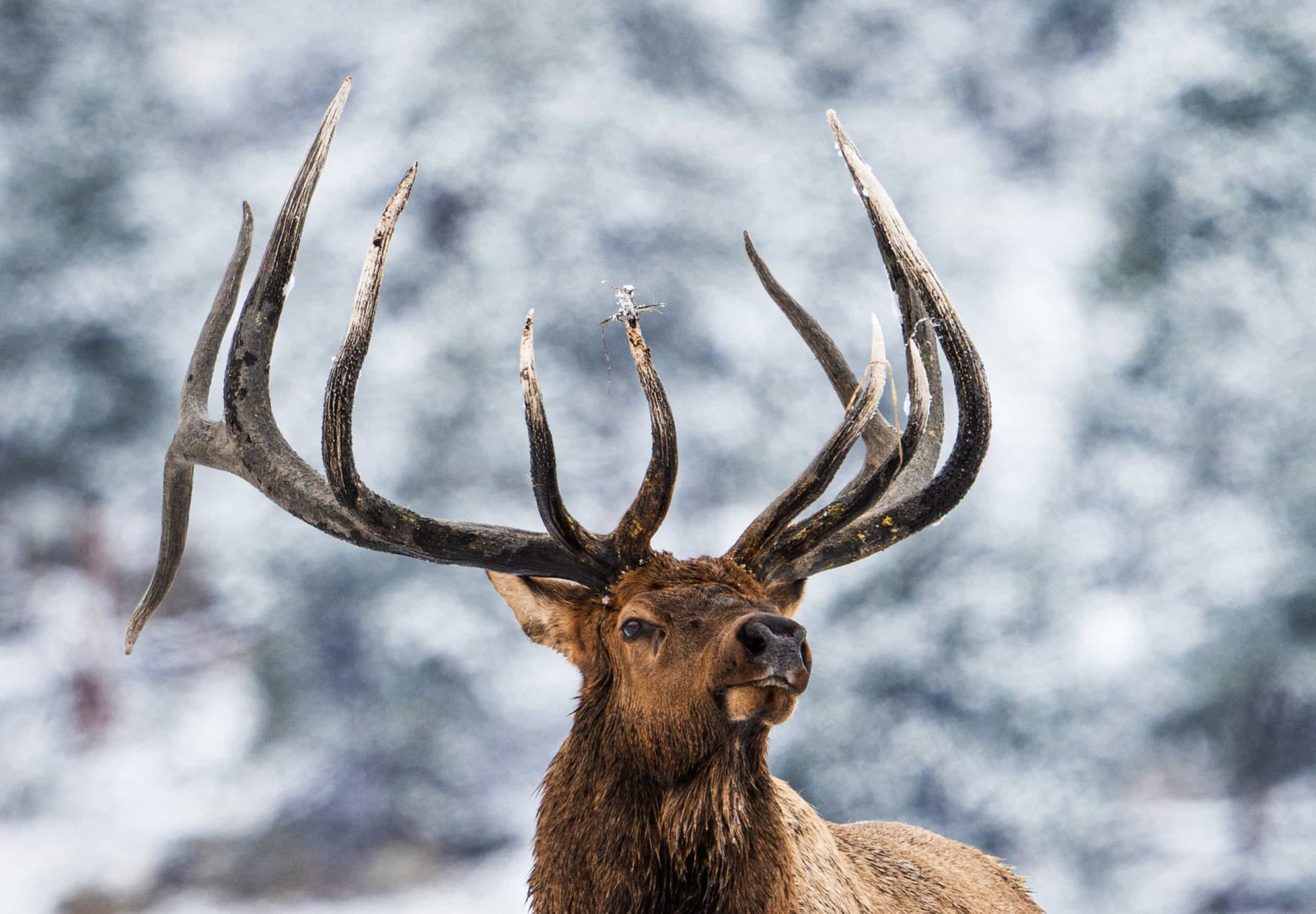 Nature's most incredible horns and antlers