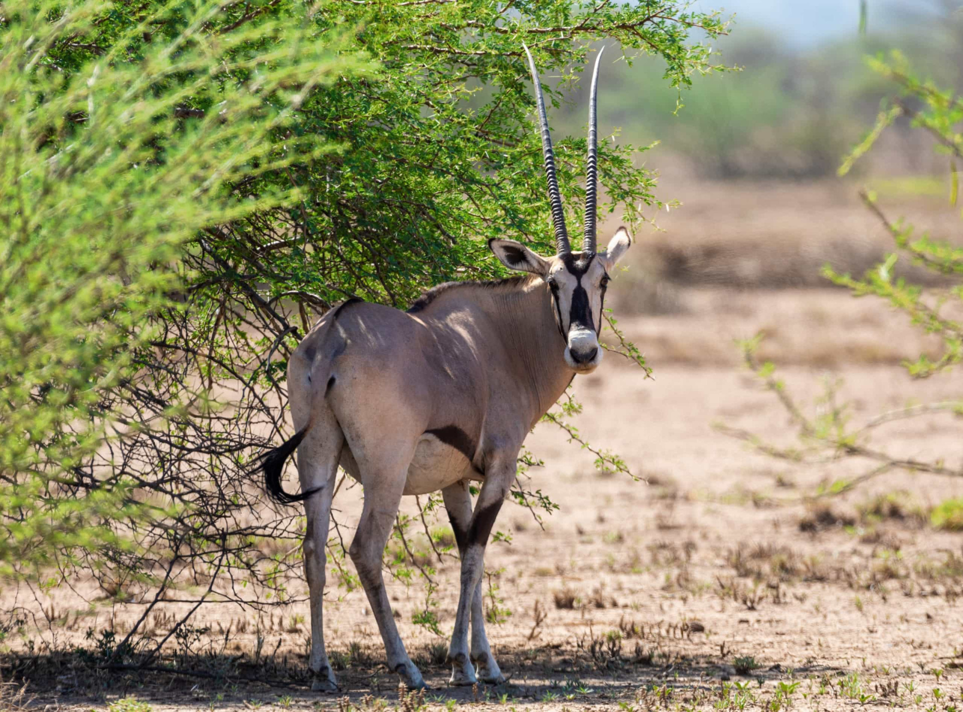 Nature's most incredible horns and antlers