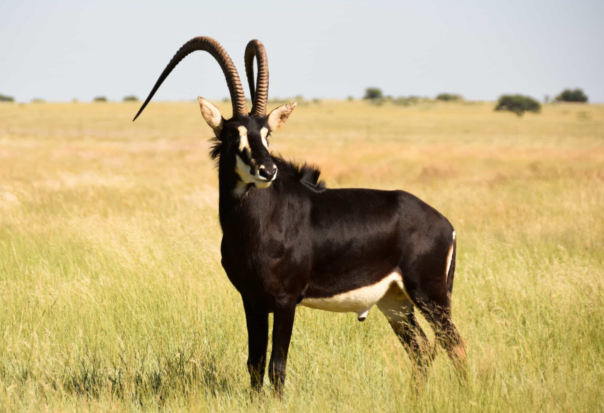 Nature's most incredible horns and antlers
