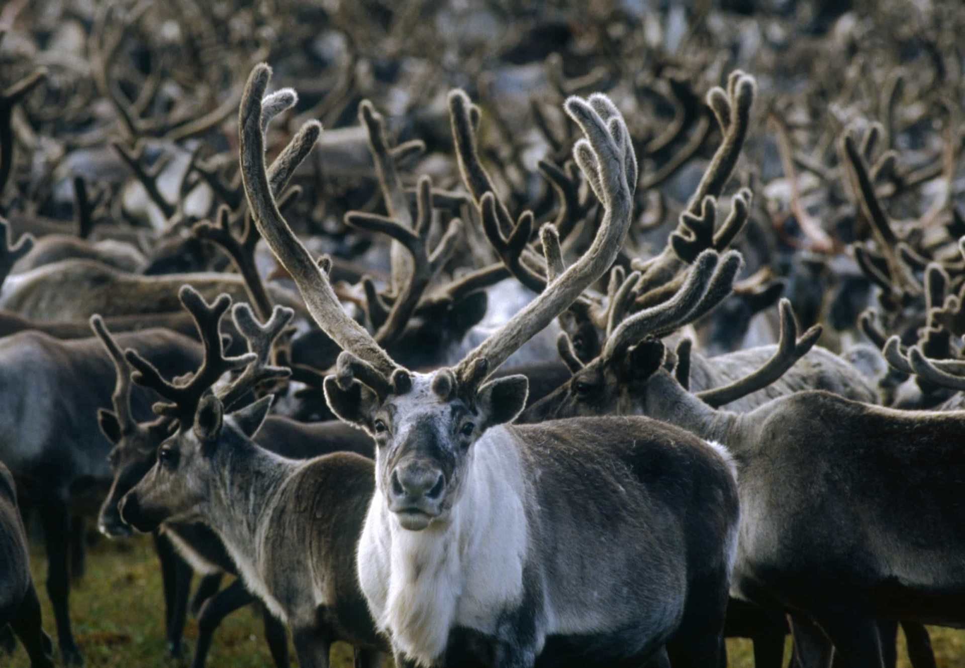 Nature's most incredible horns and antlers