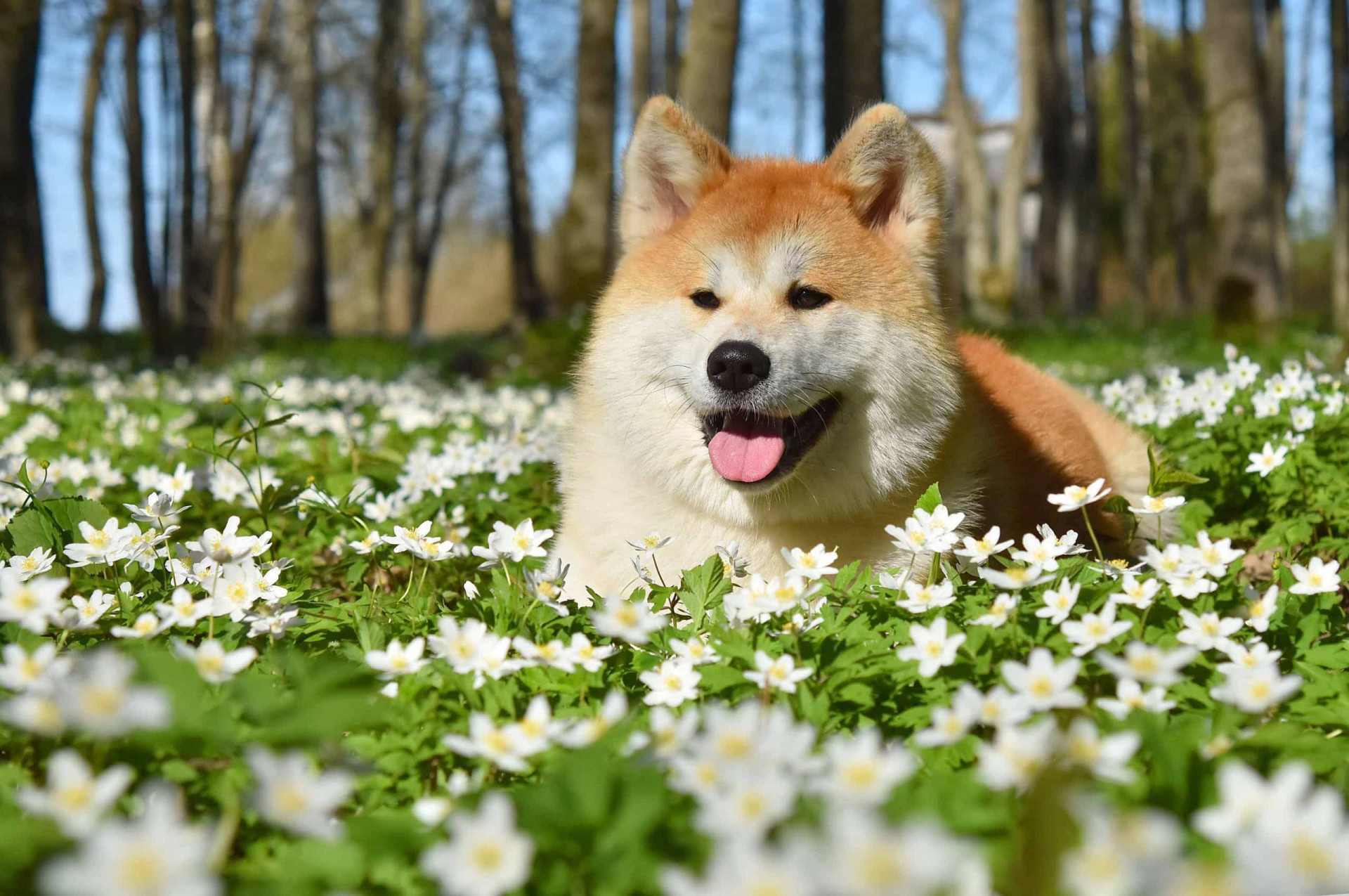 100 unique name ideas for your pet dog