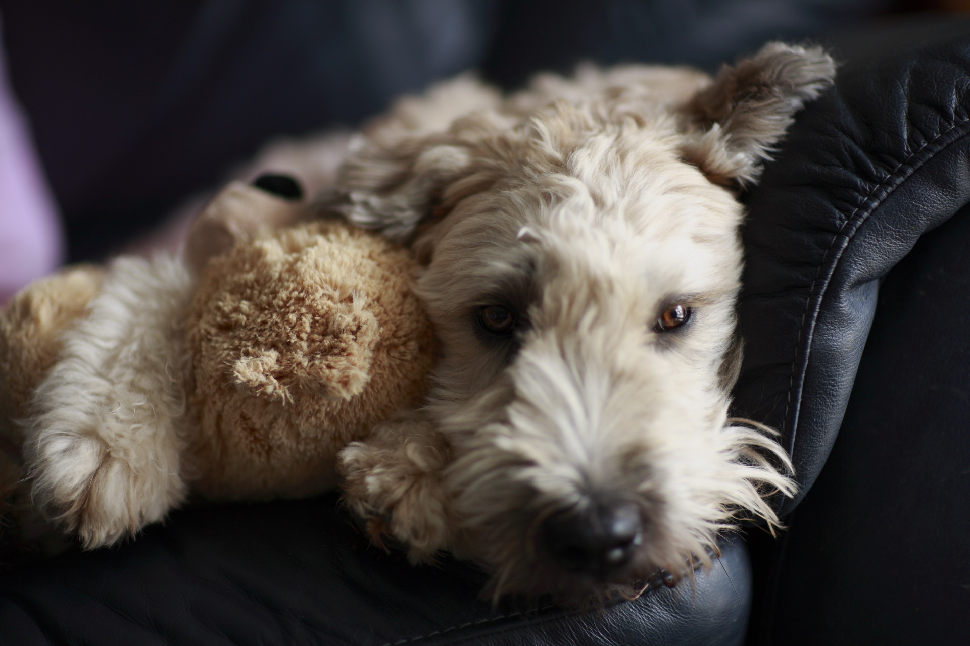 100 unique name ideas for your pet dog
