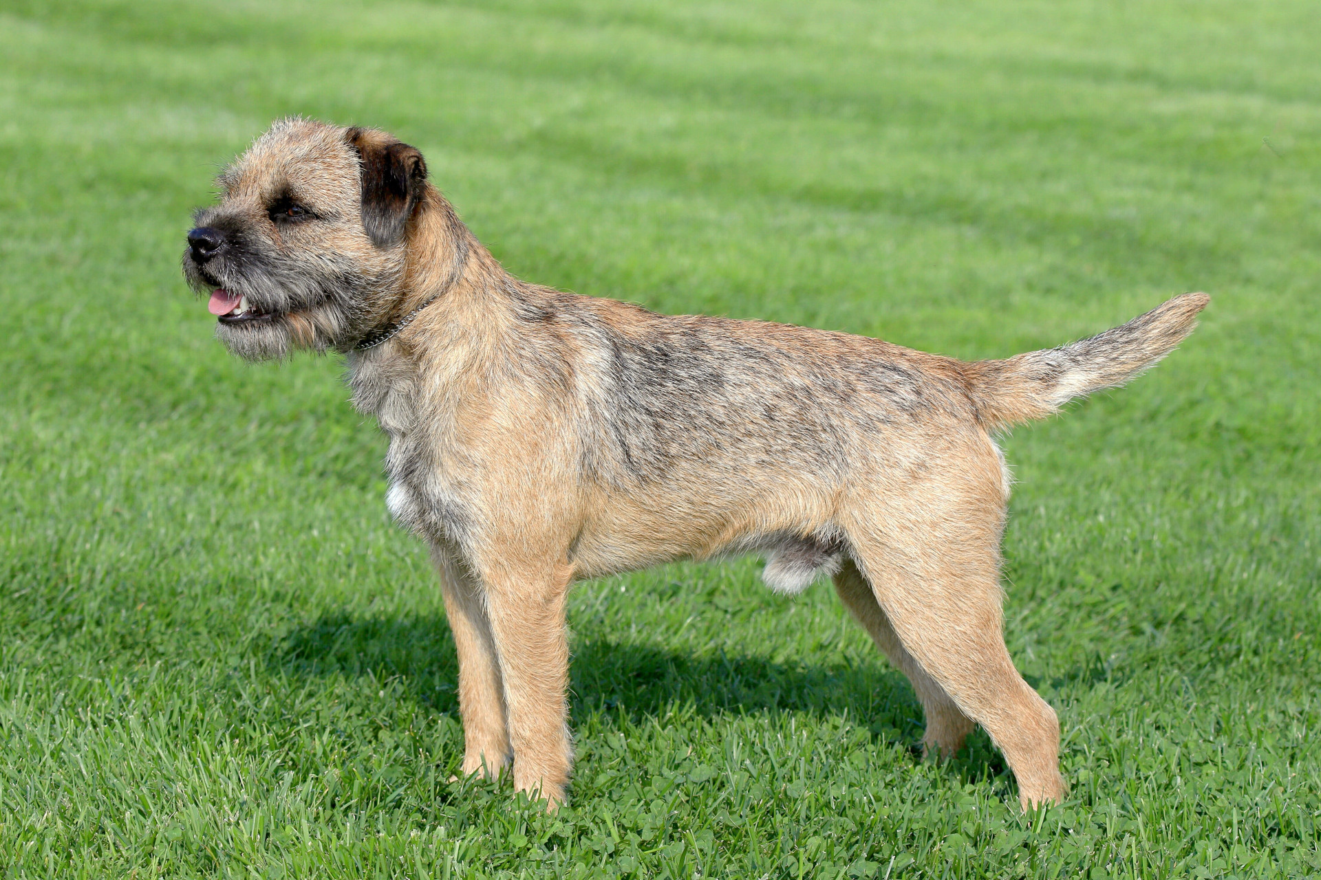 100 unique name ideas for your pet dog