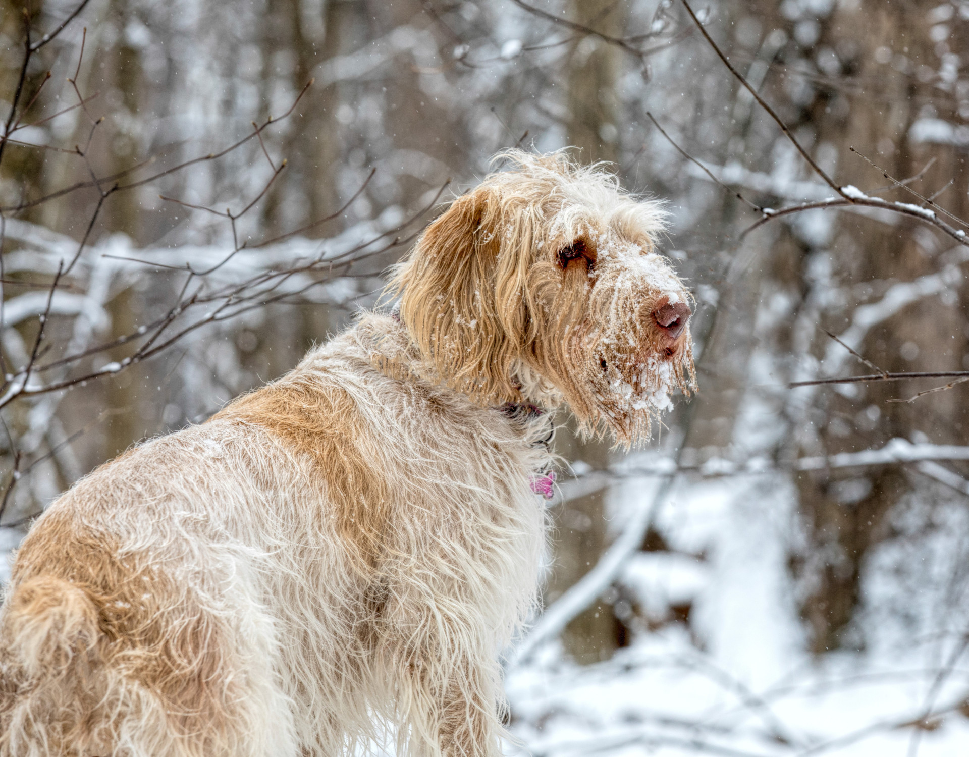 100 unique name ideas for your pet dog
