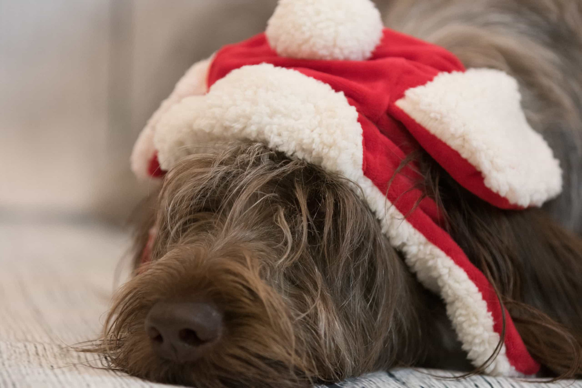 100 unique name ideas for your pet dog