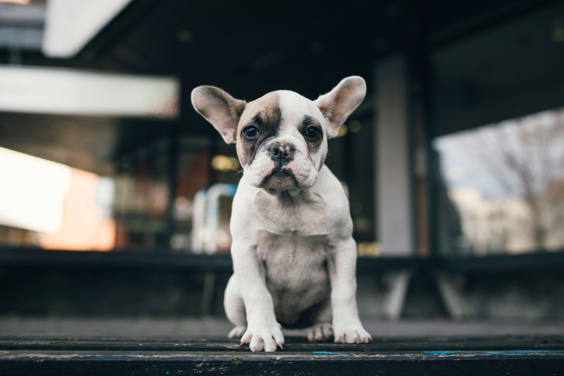 100 unique name ideas for your pet dog