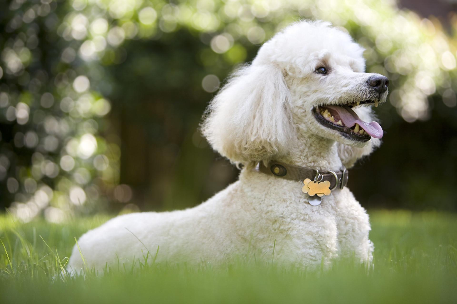100 unique name ideas for your pet dog