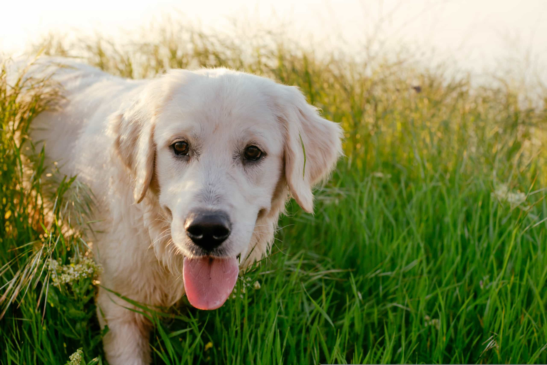 What your dog's breed says about your personality