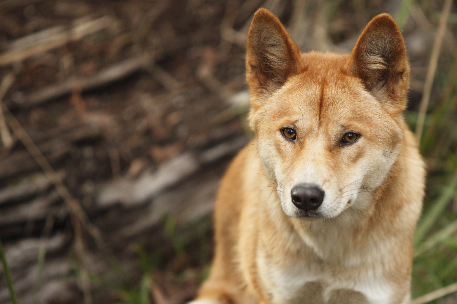 100 unique name ideas for your pet dog