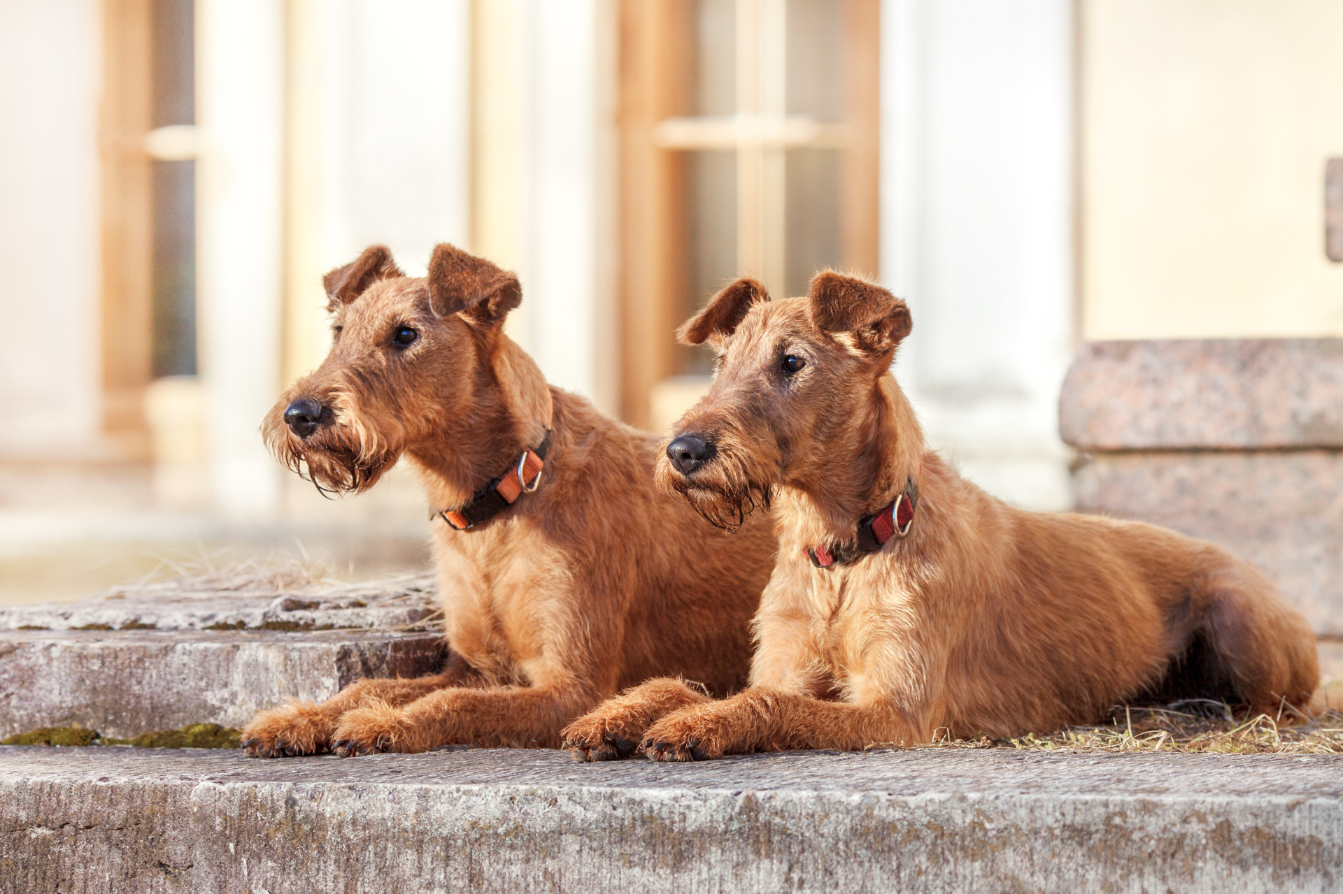100 unique name ideas for your pet dog