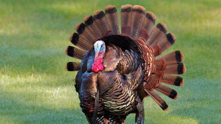 Illinois hunters harvest preliminary state record of wild turkeys ...