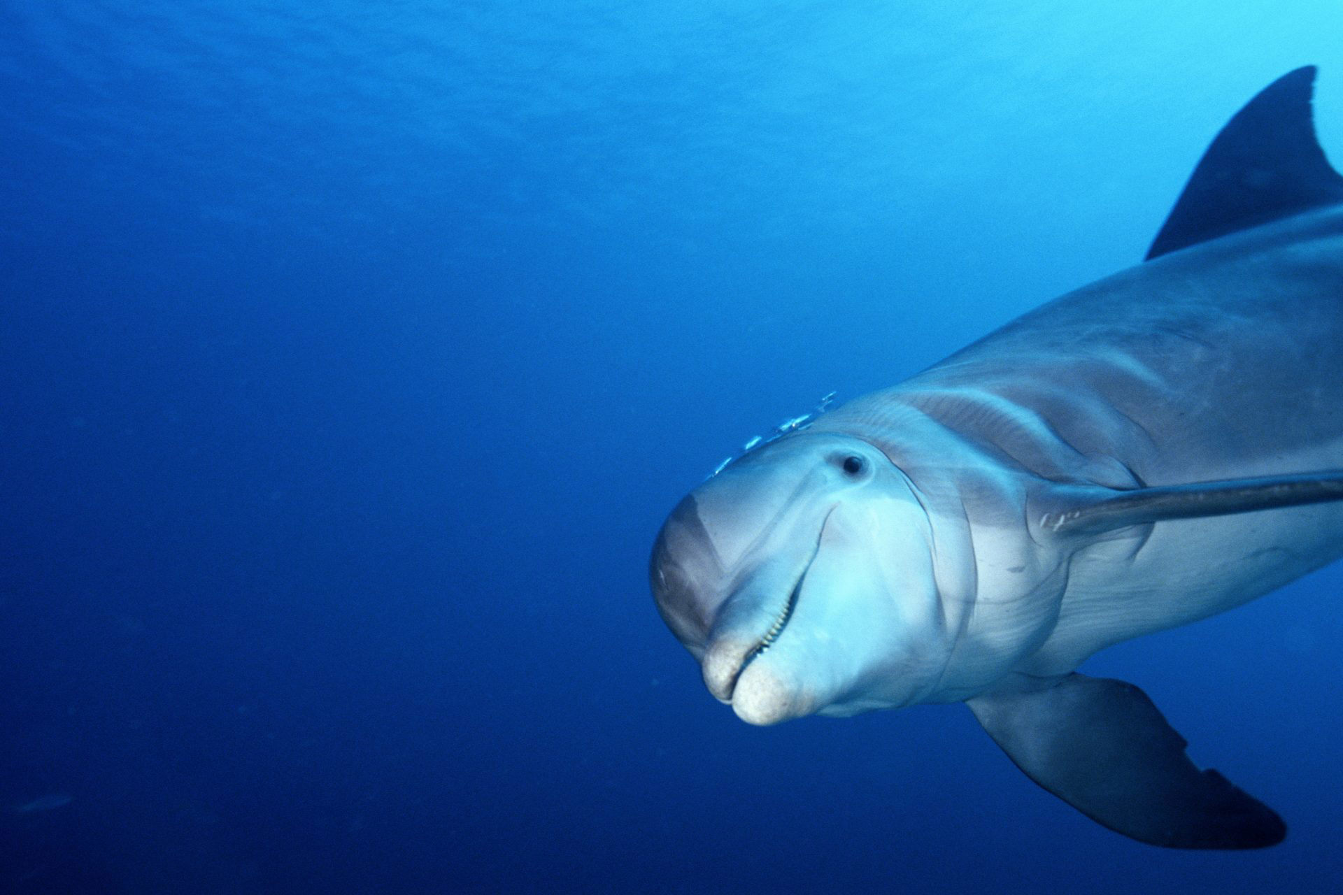 Dolphins have a mysterious sense that humans don’t Dolphins have a mysterious sense that humans don’t