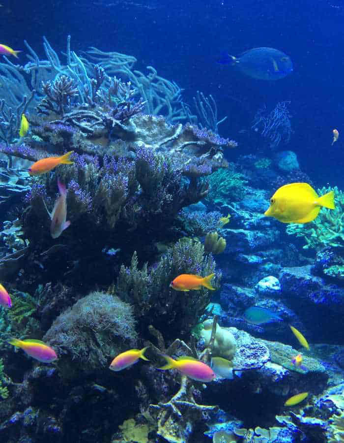 Going Diving in Cozumel? These Are the Best Reefs