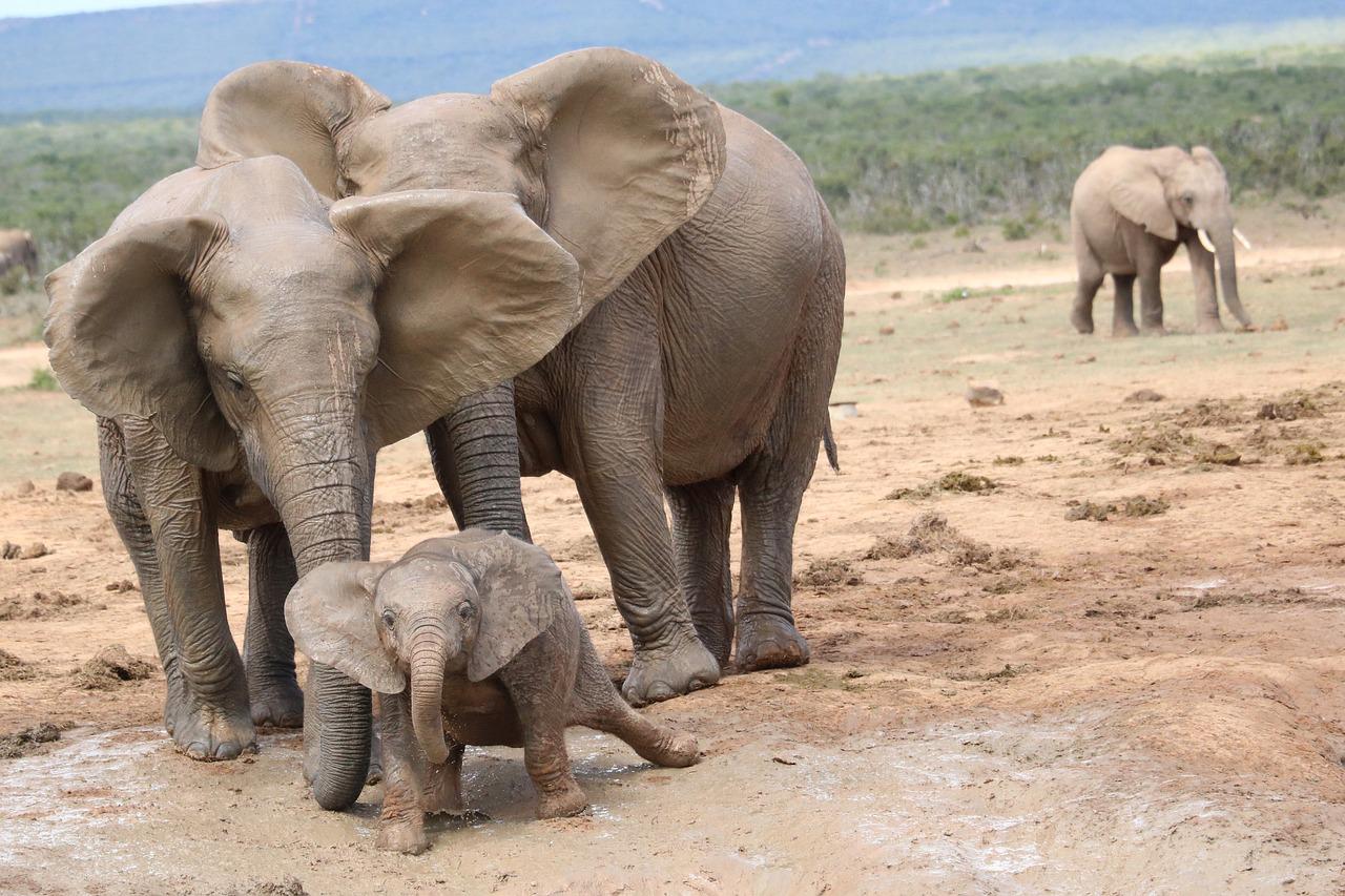 Descubra os animais mais carinhosos com seus filhotes