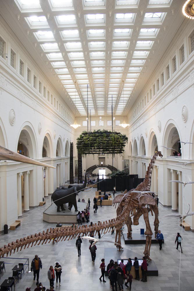 Chicago Field Museum: the Beloved Institution that Almost Wasn't