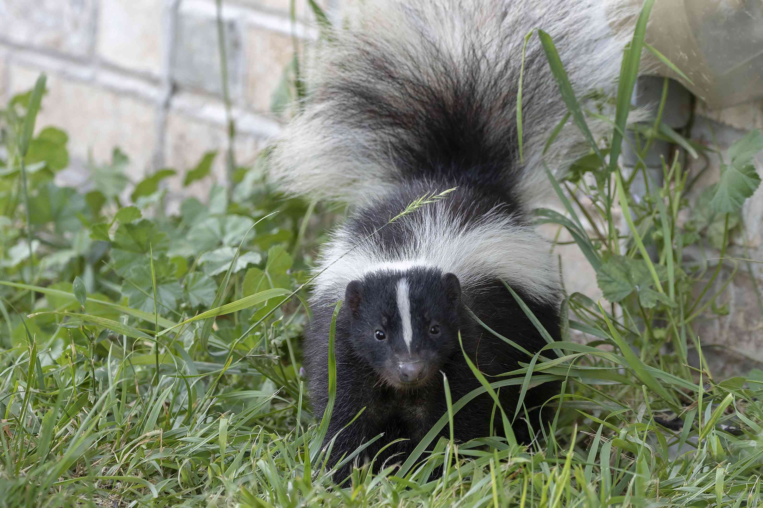 How To Get Rid Of Skunks In Your Yard, According To Experts