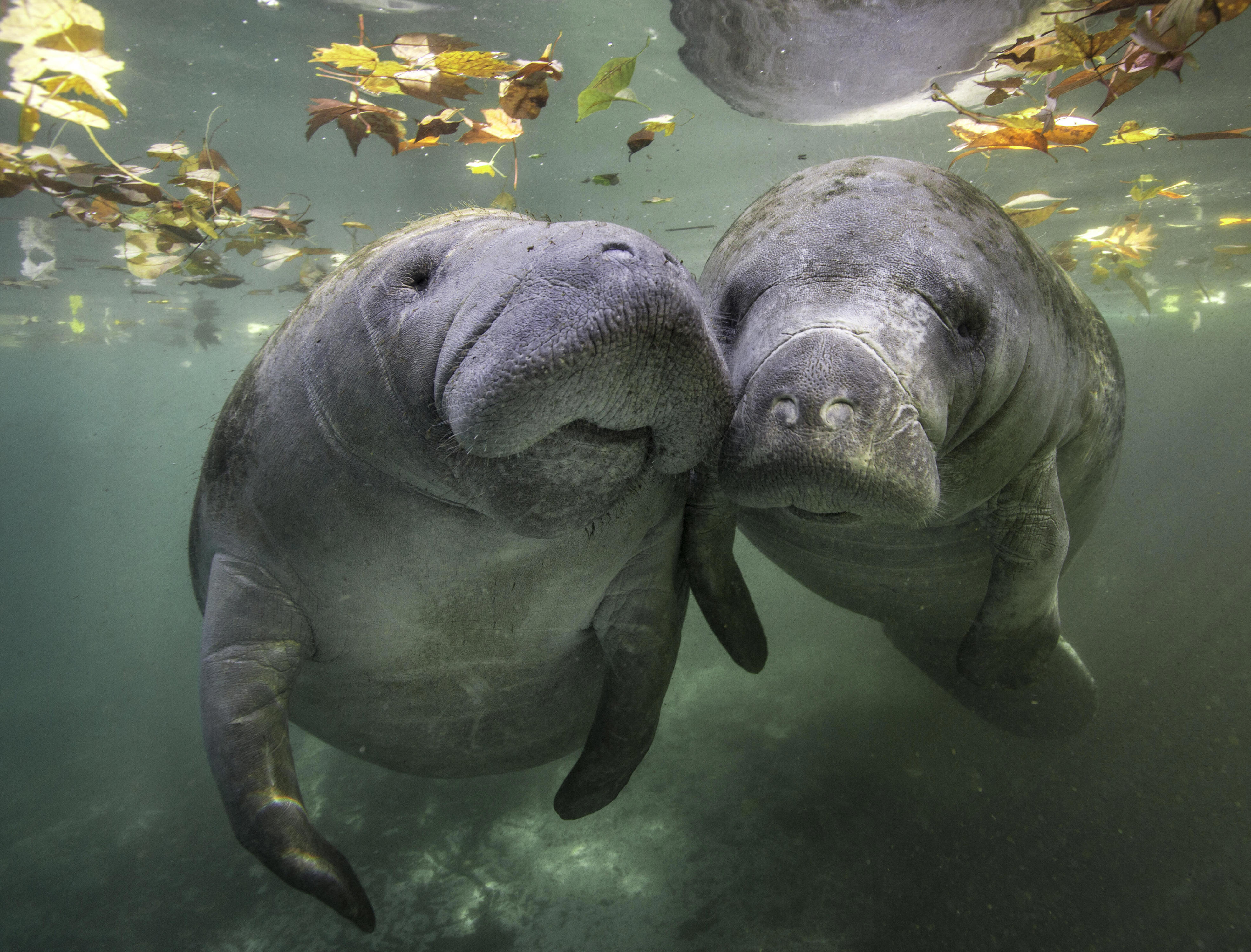 Kickoff Manatee Season With FPL's Manatee Lagoon
