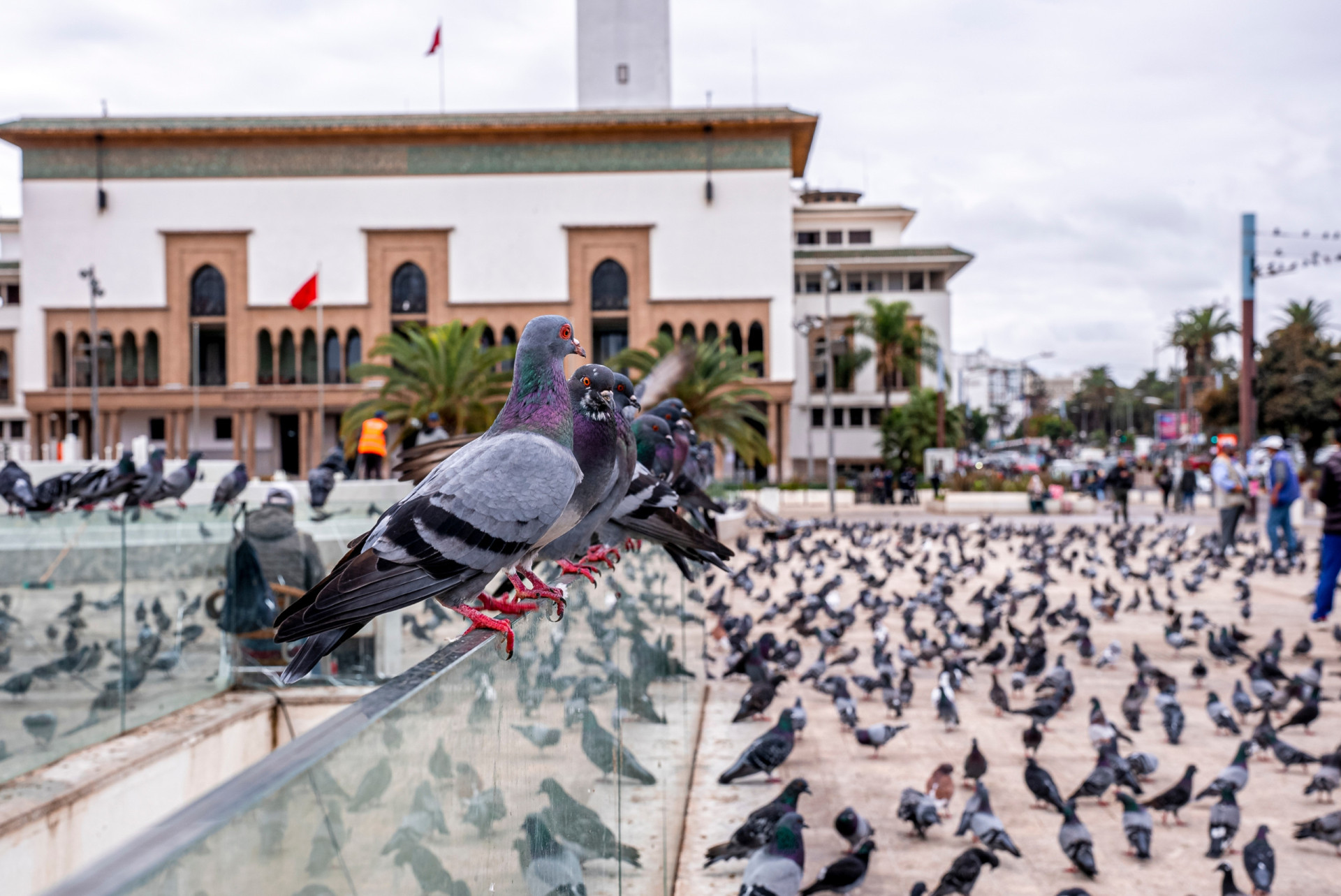 Why the pigeon is the world's most misunderstood bird