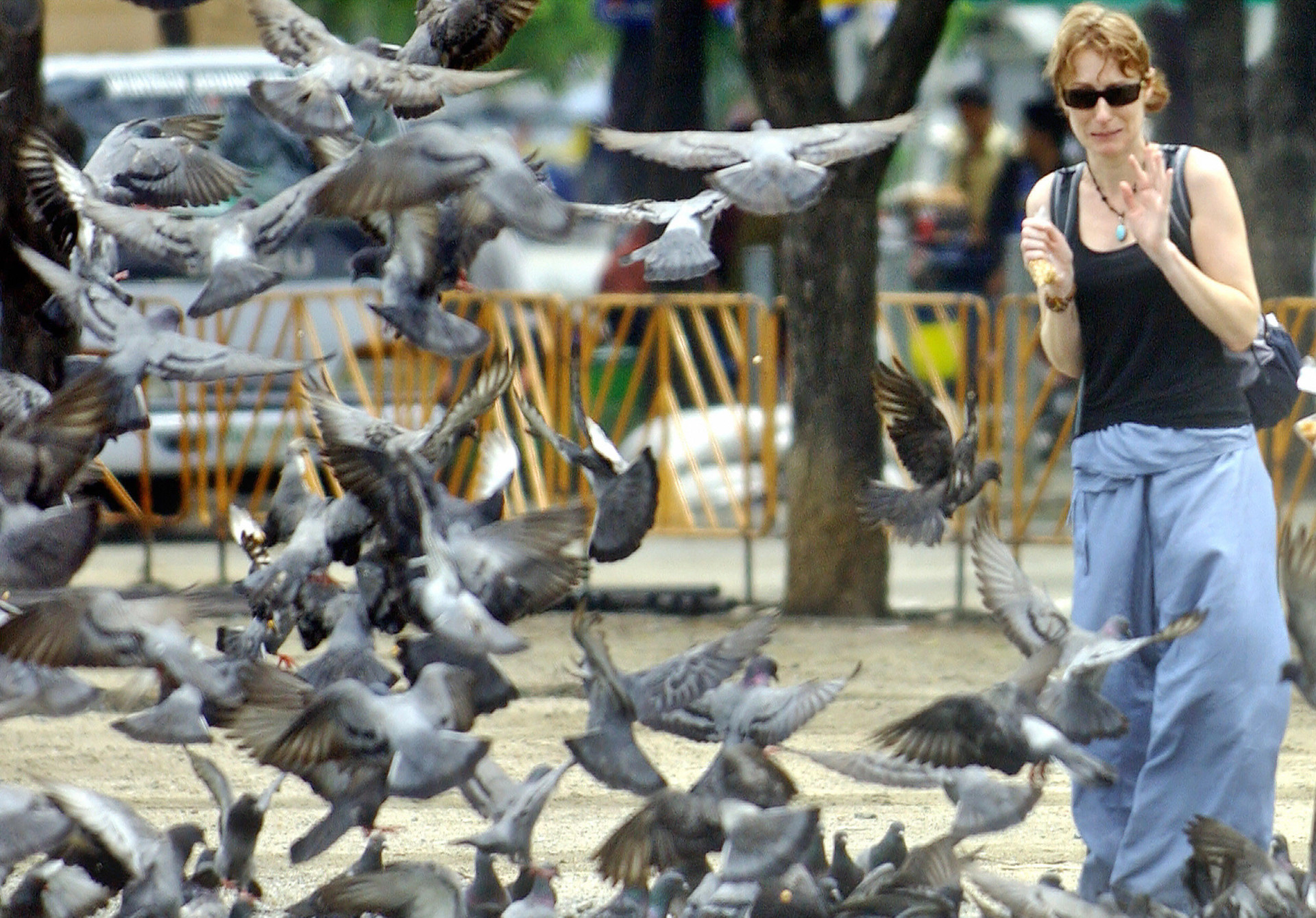 Why the pigeon is the world's most misunderstood bird