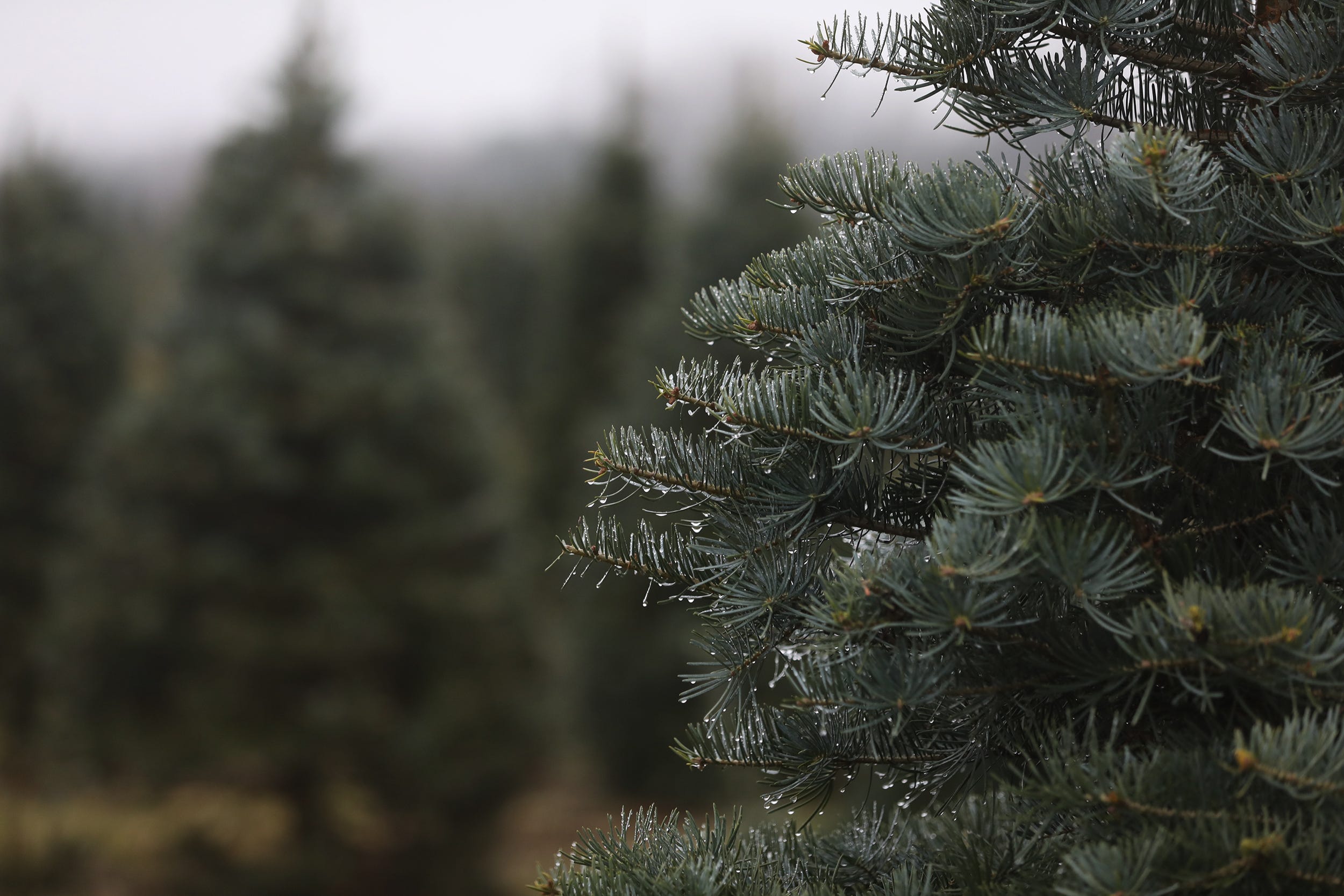 Here's where you can find a 'real' Christmas tree in the Stevens Point area