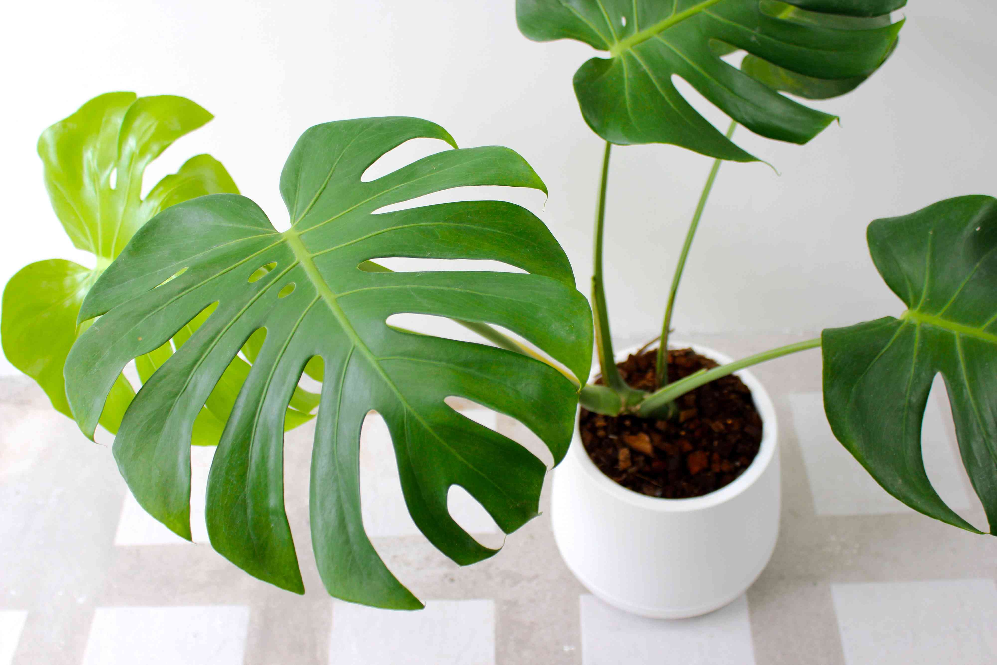 How to Prune Monstera Houseplants