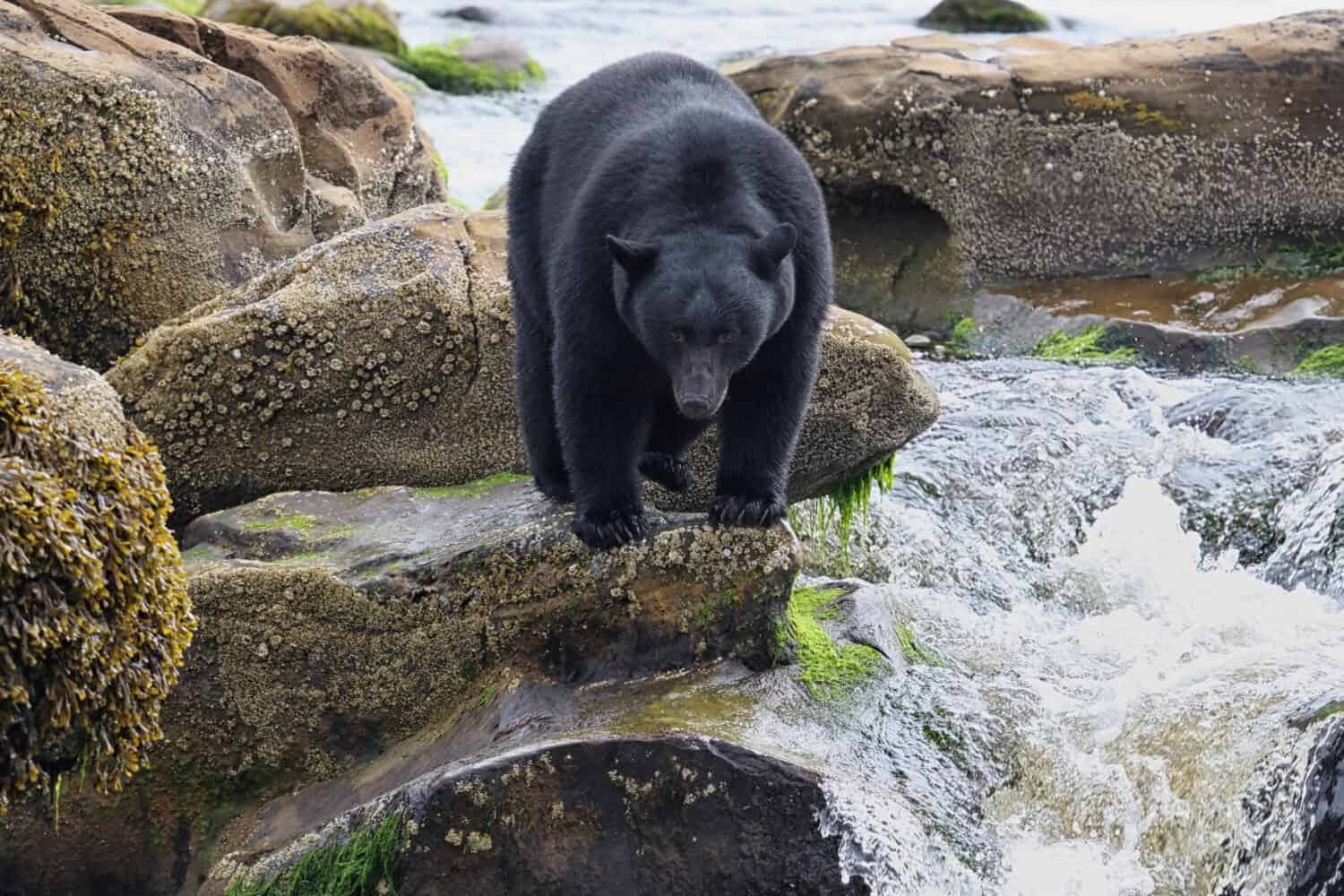 The Most Black Bear-Infested States in America