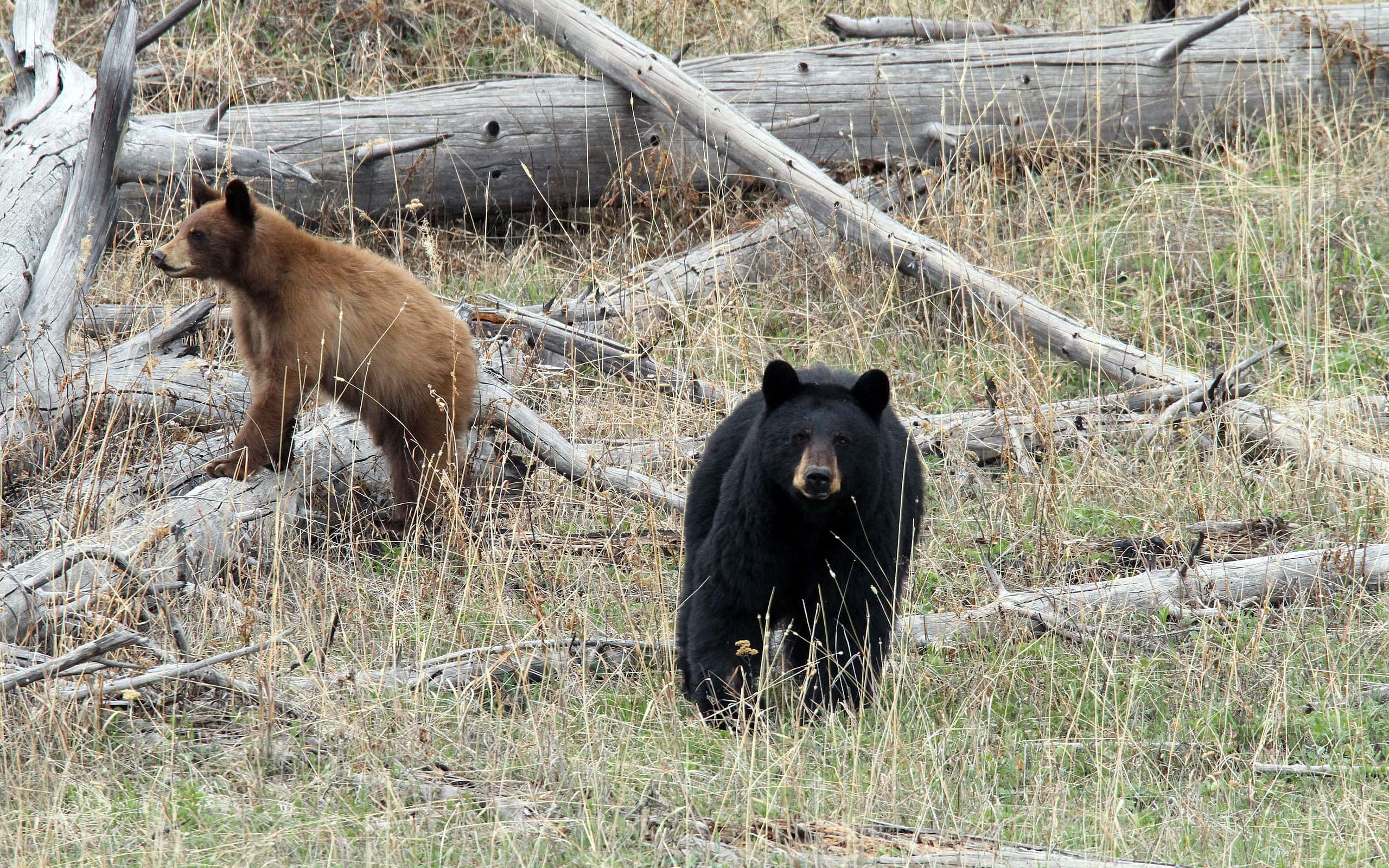 The Most Black Bear-Infested States in America