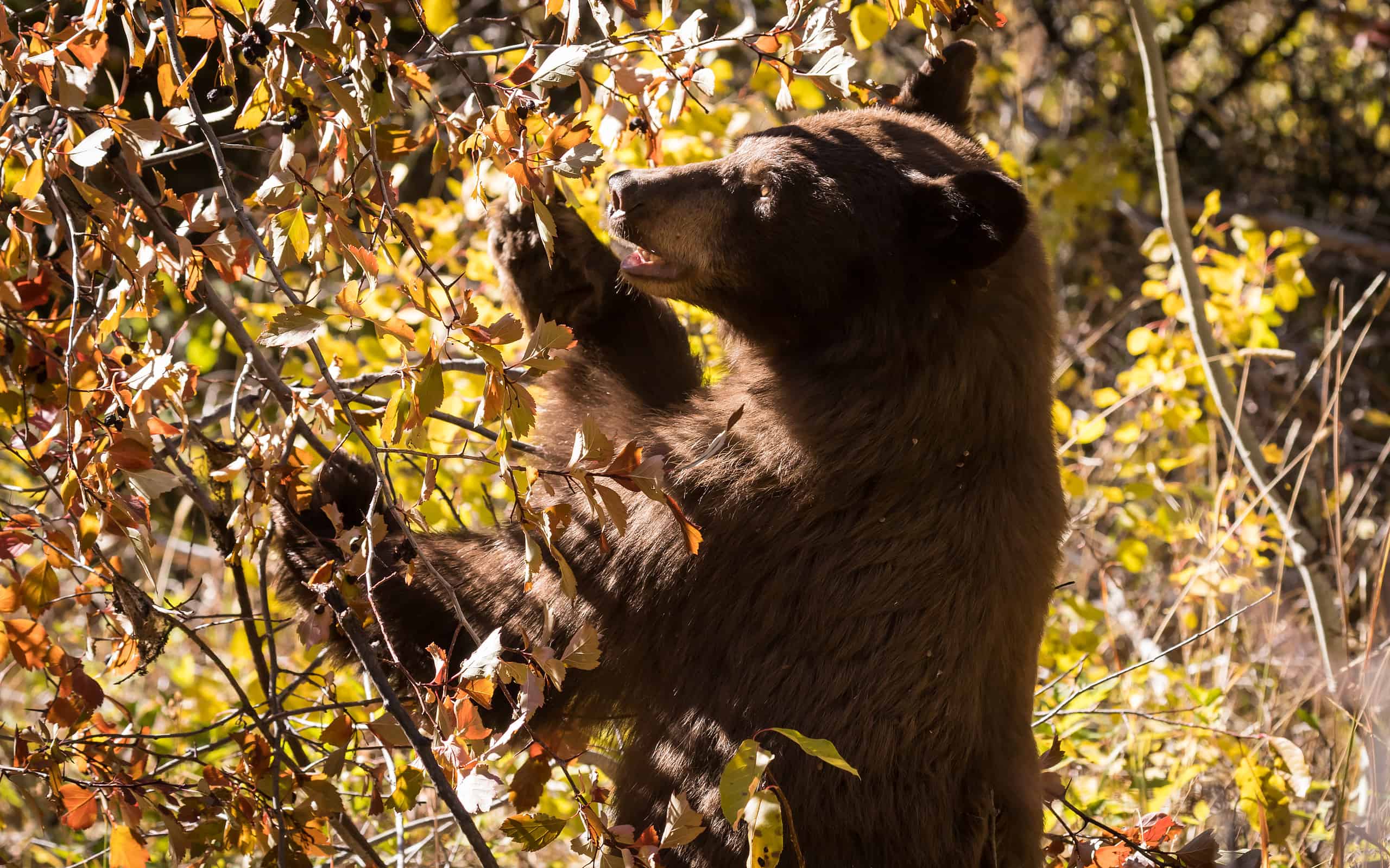 The Most Black Bear-Infested States in America