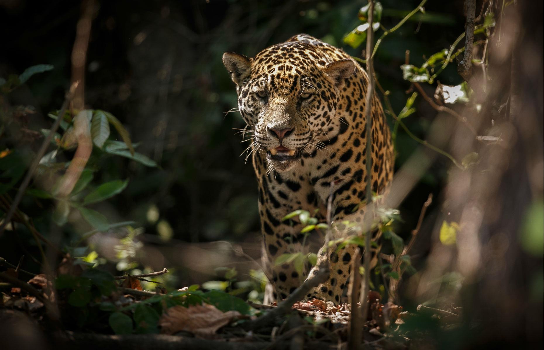 Beyond Earth: NASA's Visual Journey Through the Solar System