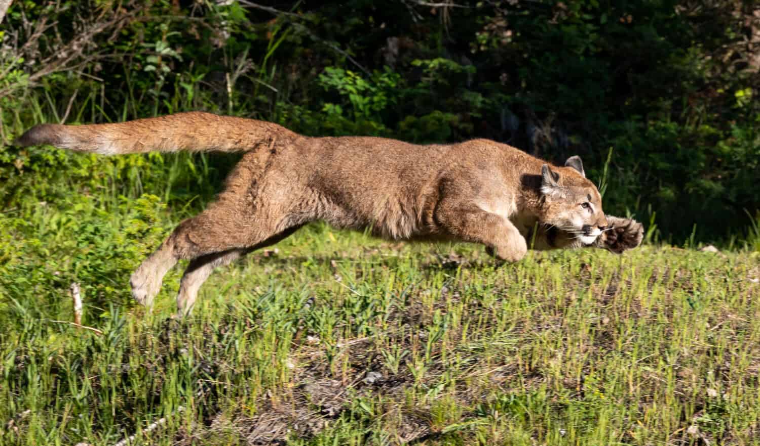 11 Incredible Mountain Lion Facts