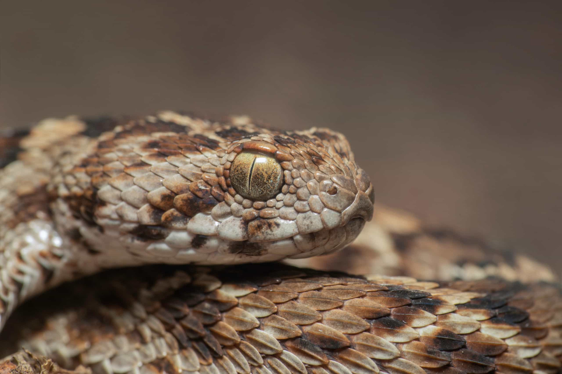 The weirdest and most shocking cults in history