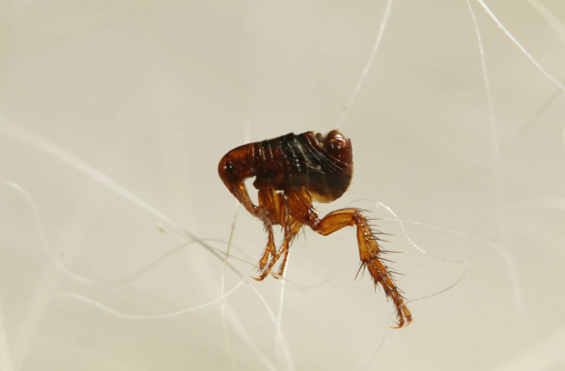 Prudence, ces insectes sont dangereux pour votre santé