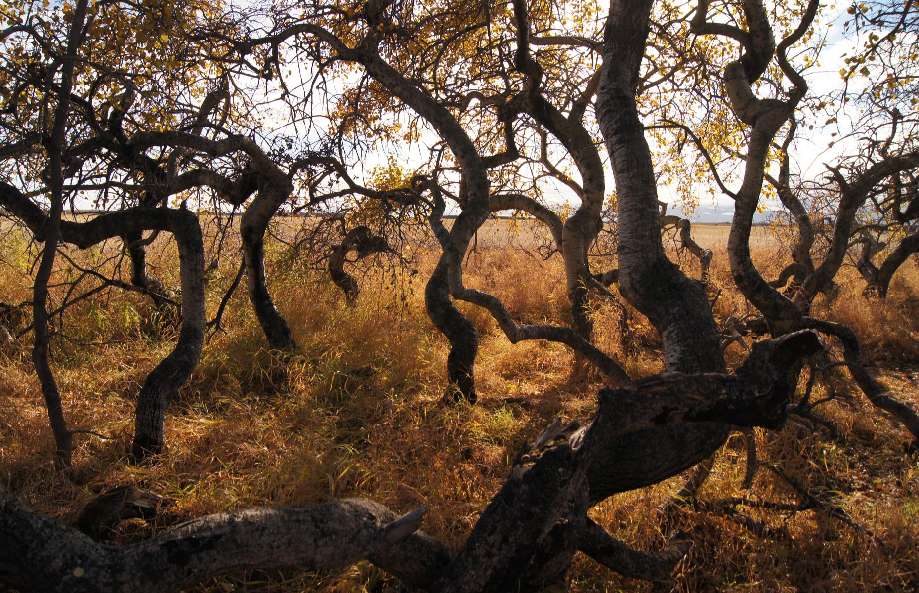 The most AMAZING trees to see in Canada and beyond