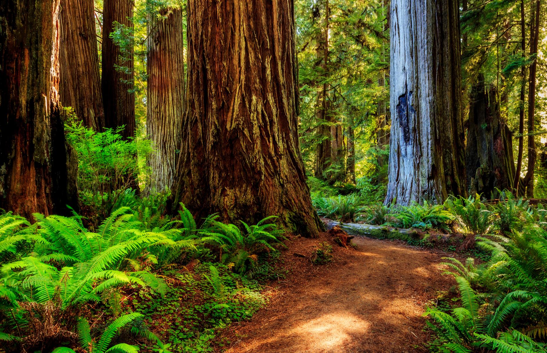 Canada's most incredible trees, plus more around the world