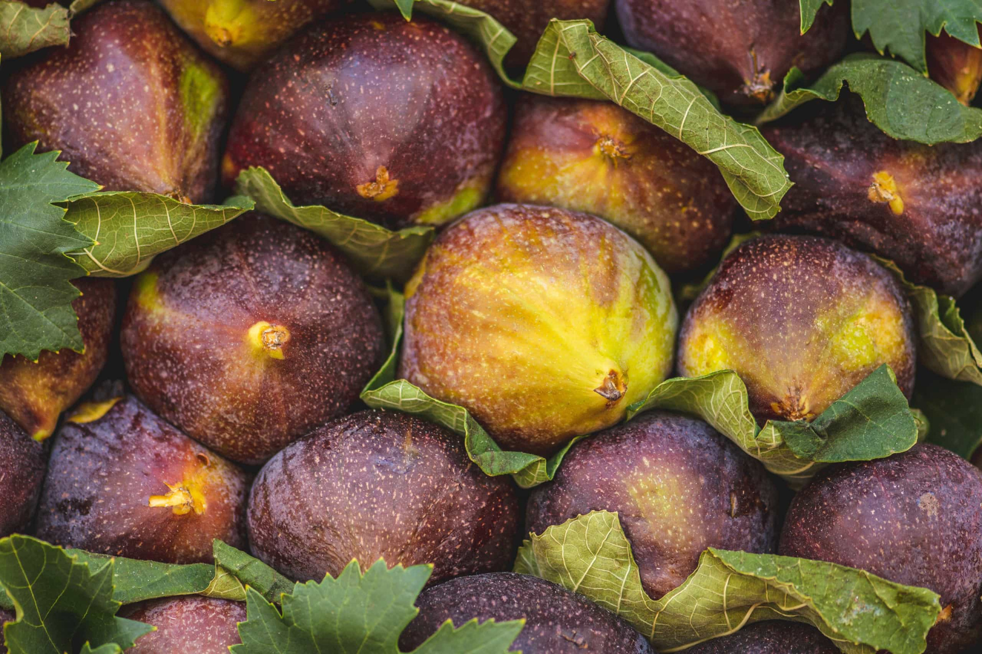 Fascinatingly fun facts about figs