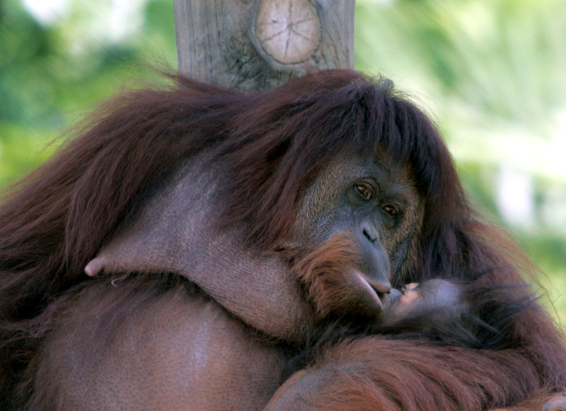 Mamás y bebés del reino animal que te harán sonreír